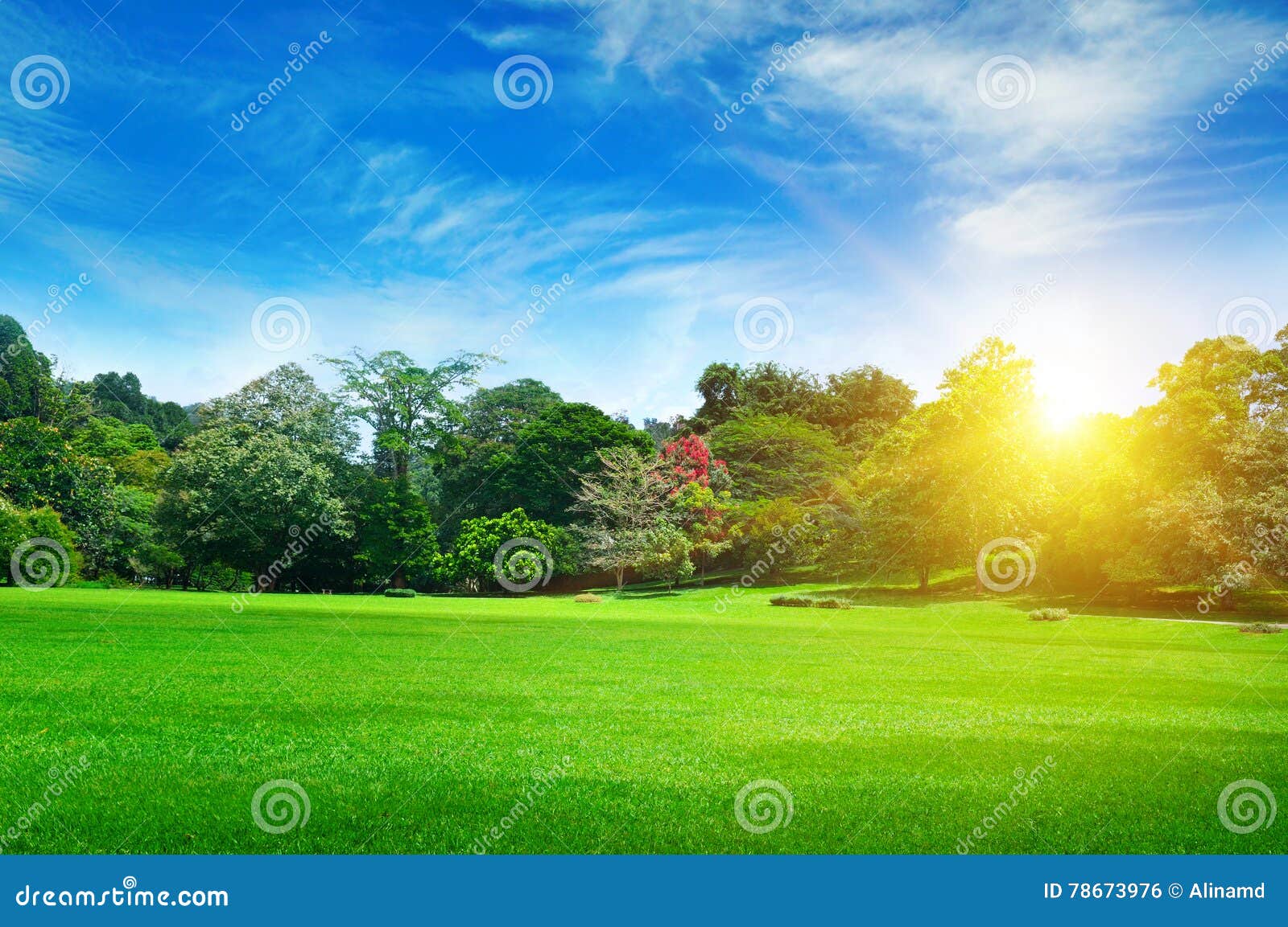 Summer Park with Green Lawns Stock Photo - Image of natural, garden ...