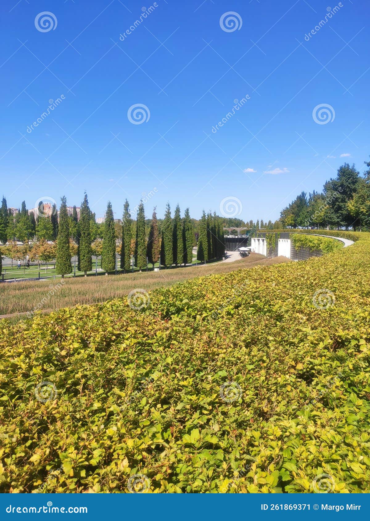 Summer park stock image. Image of meadow, park, grass - 261869371