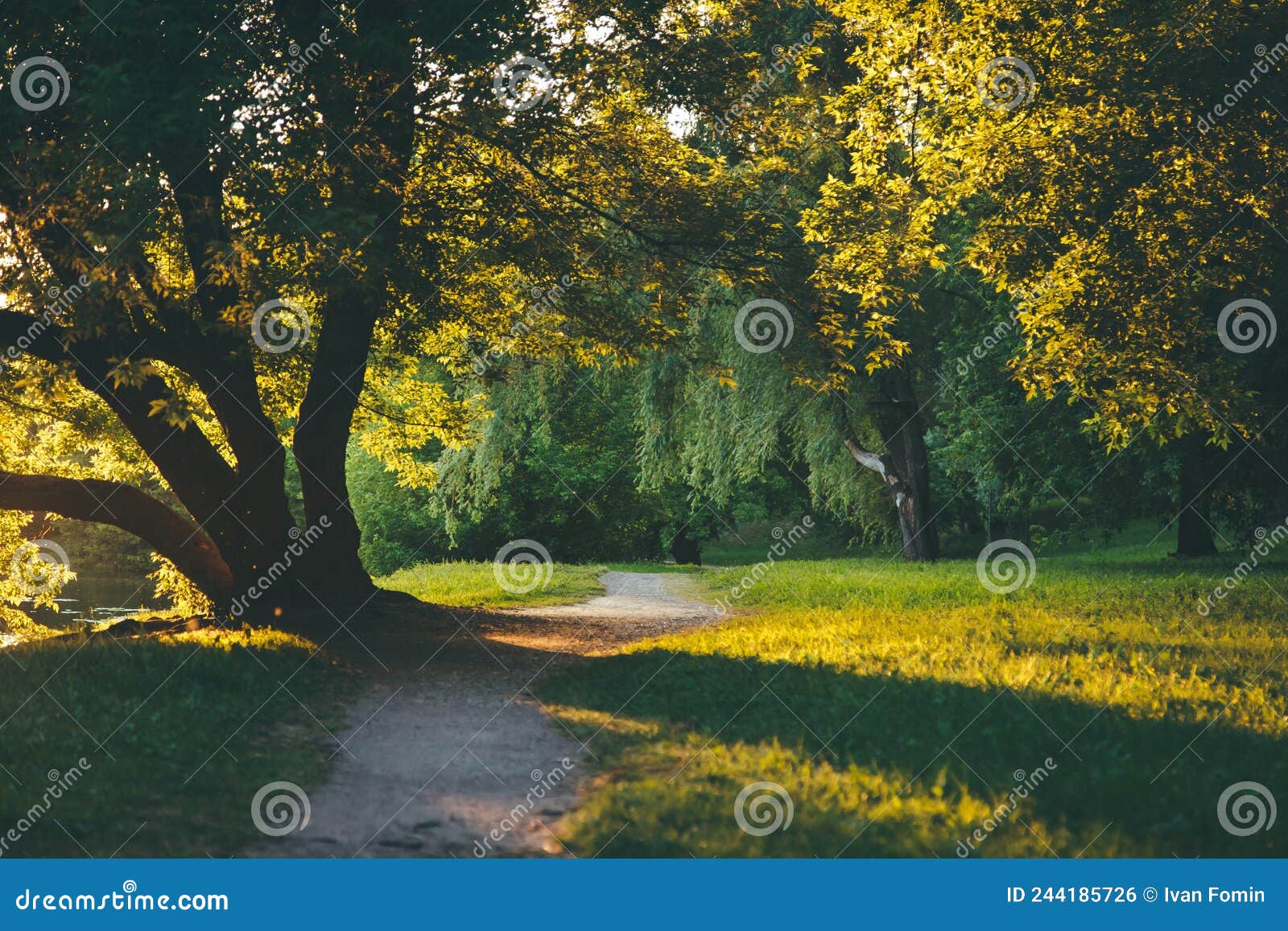 Sunny path in the park stock photo. Image of nature - 244185726