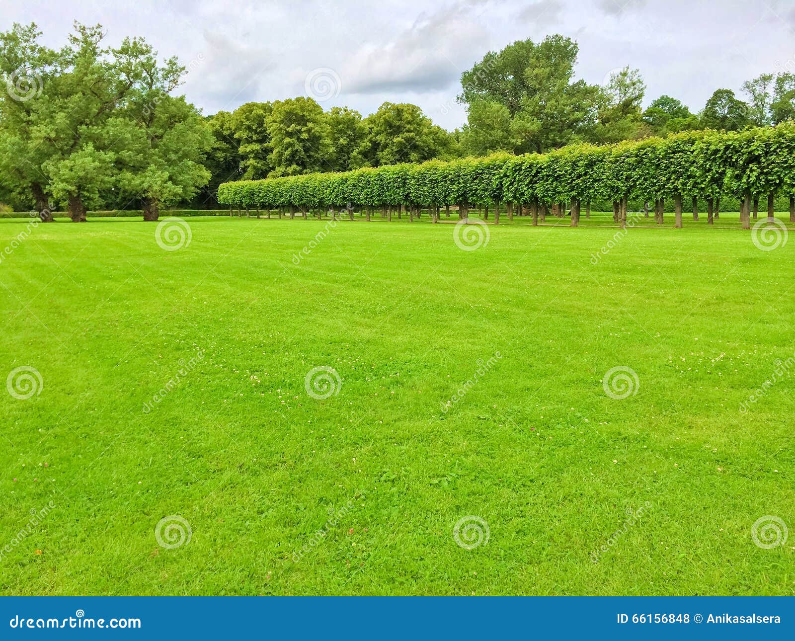 Summer Park with a Row of Linden Trees Stock Photo - Image of europe ...
