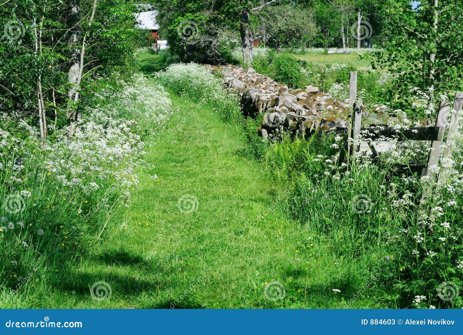 Summer path stock image. Image of grassland, birch, placid - 884603