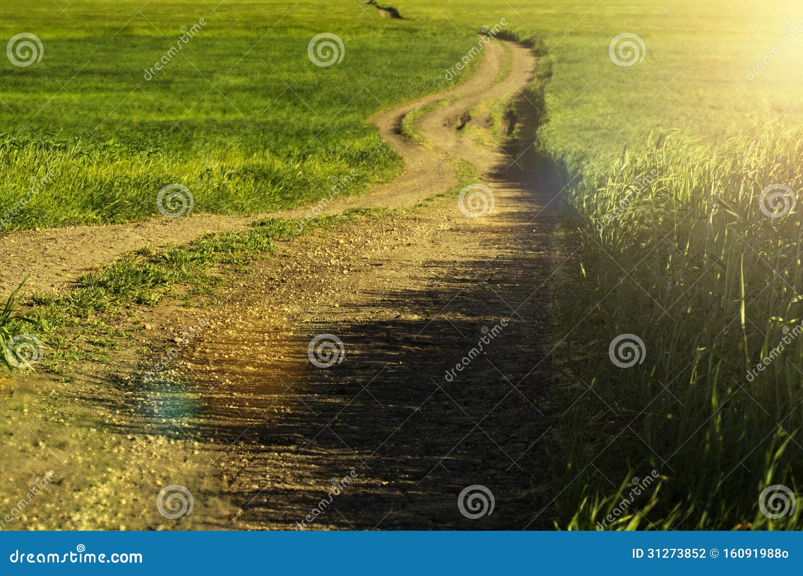 Summer path in the grass stock photo. Image of spring - 31273852