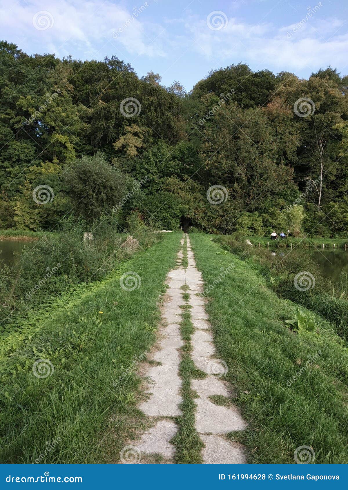 Summer, Path To the Park, Grass, Trees, Greens, Path Stock Photo ...