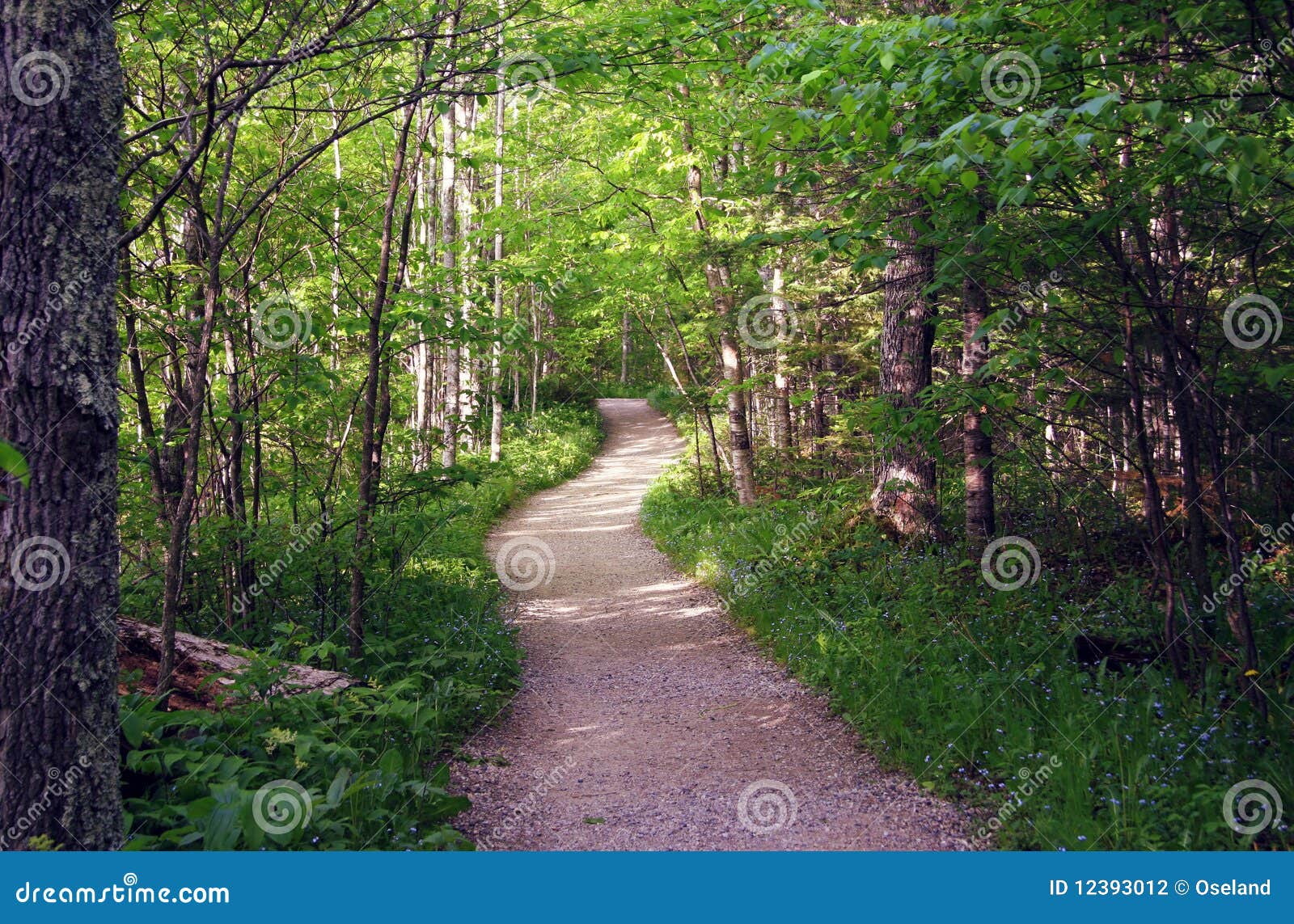 Summer Trail through the Woods in Northern Michigan. Stock Photo ...