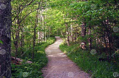 Summer Trail through the Woods in Northern Michigan. Stock Photo ...