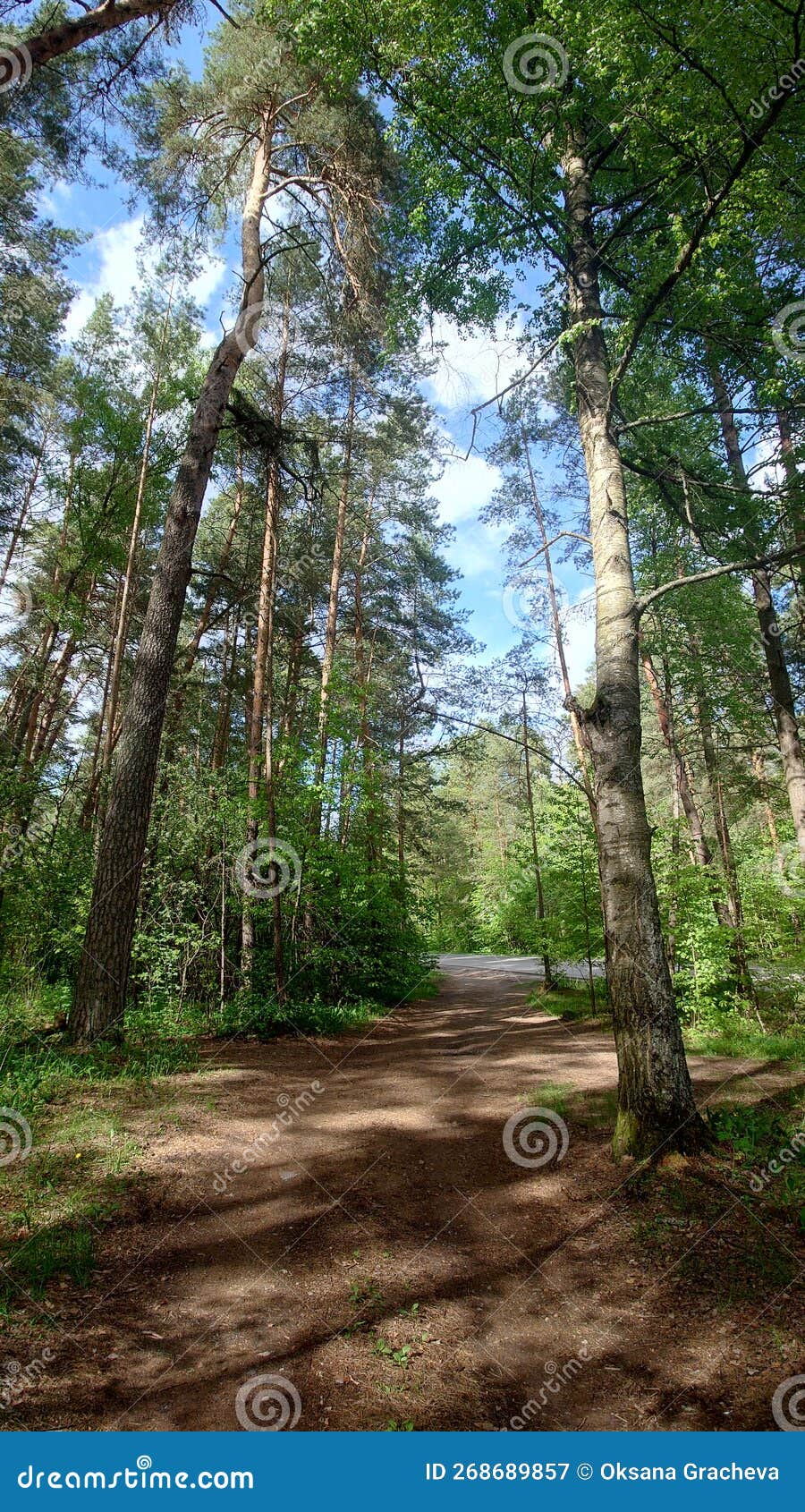 Summer Path in Woods stock image. Image of beautiful - 268689857