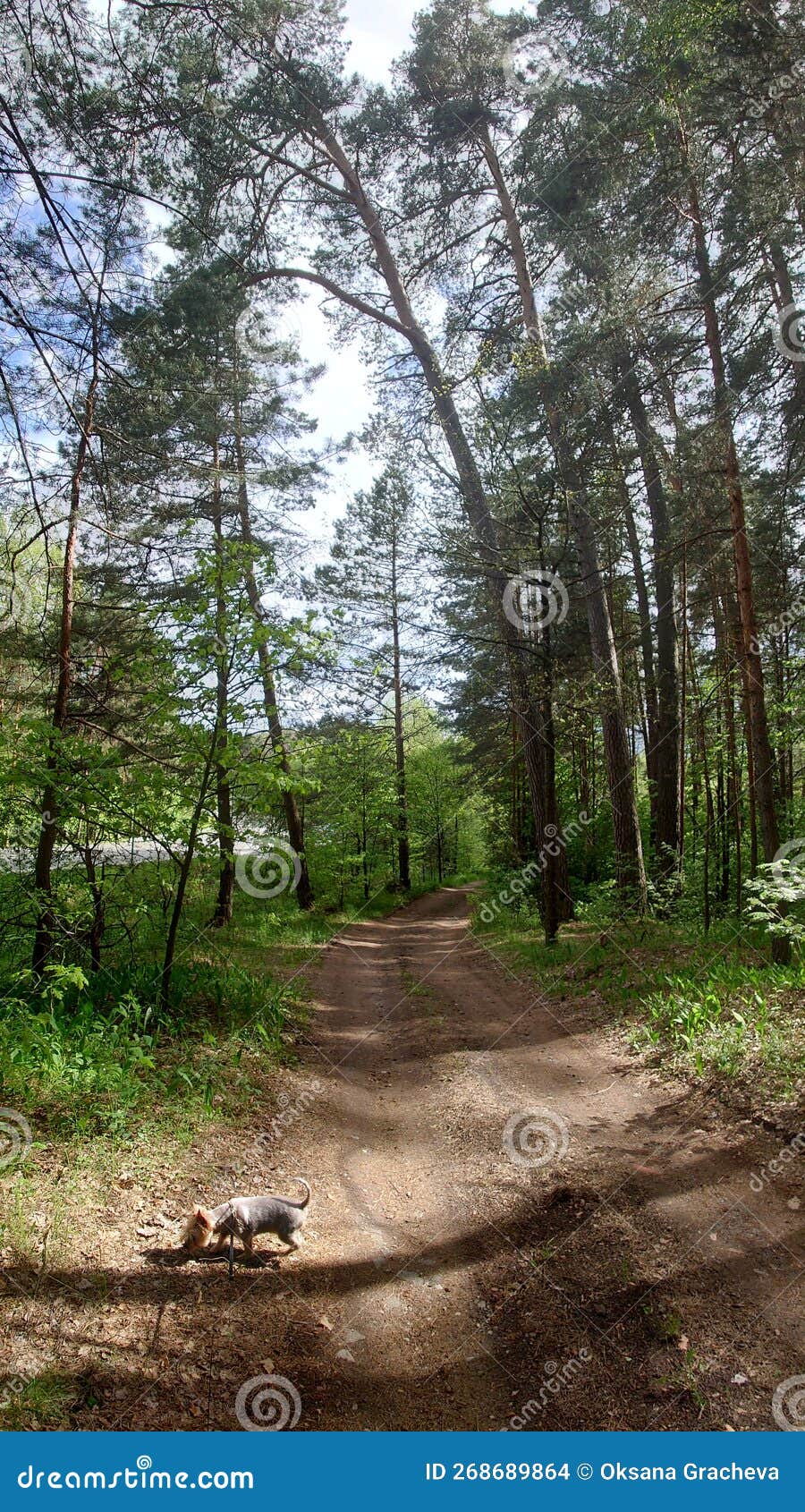 Summer Path in Woods stock photo. Image of michigan - 268689864