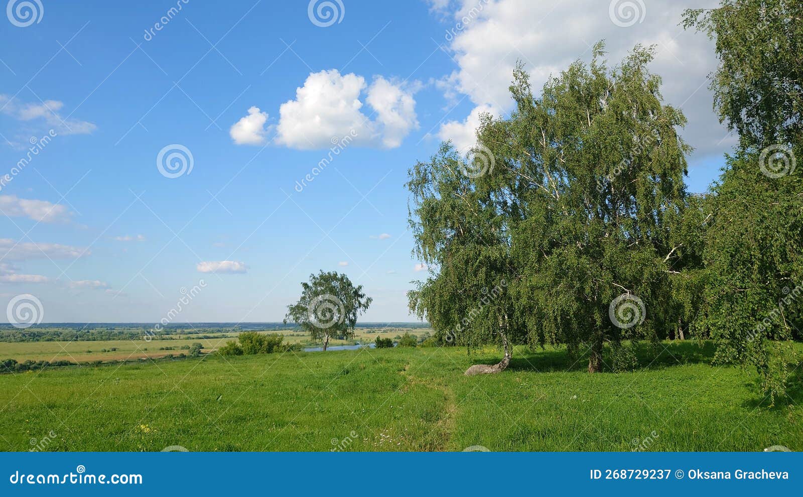 Summer Path in Woods stock image. Image of woodland - 268729237