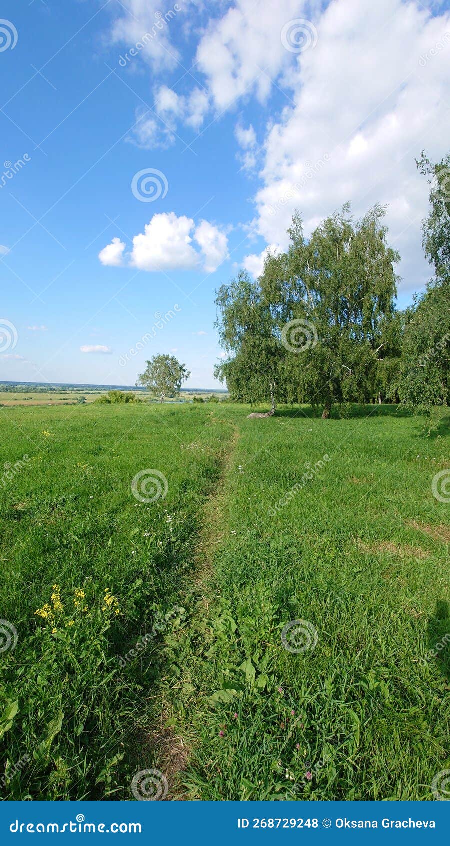 Summer Path in Woods stock photo. Image of wildflower - 268729248