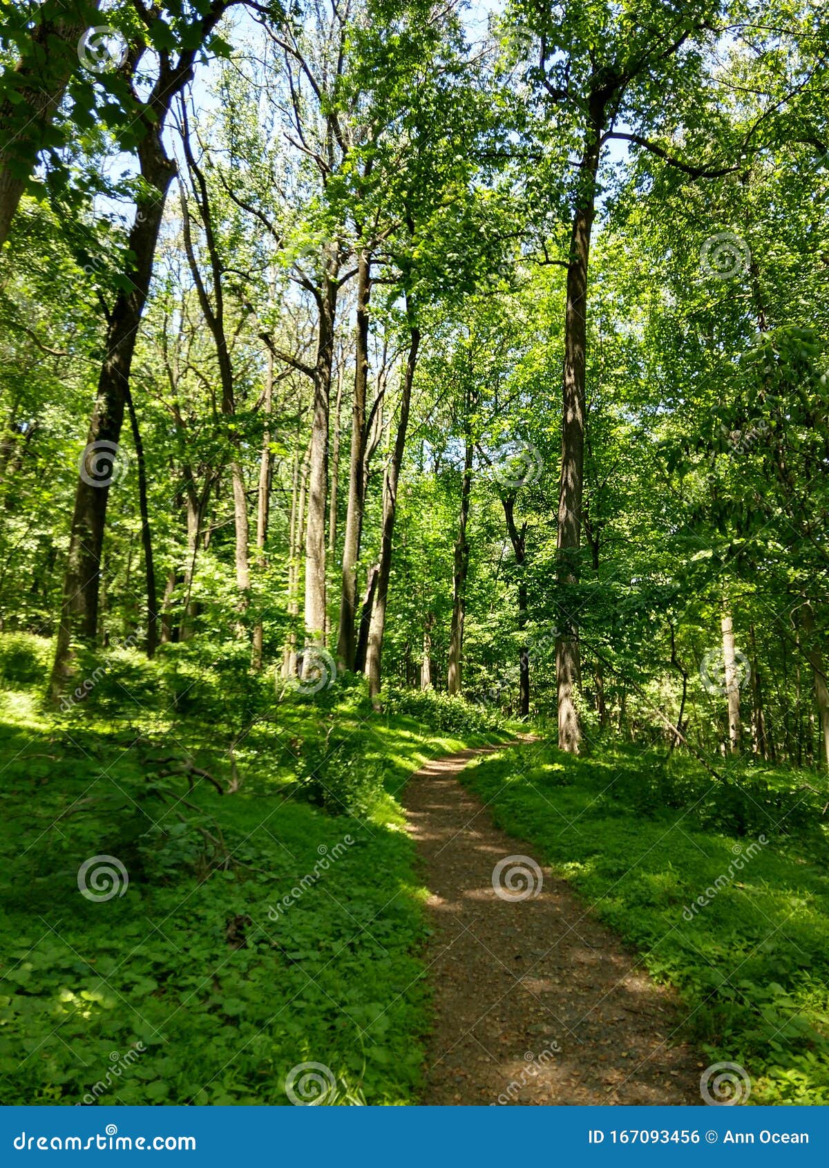 Summer path in woods stock photo. Image of trail, green - 167093456