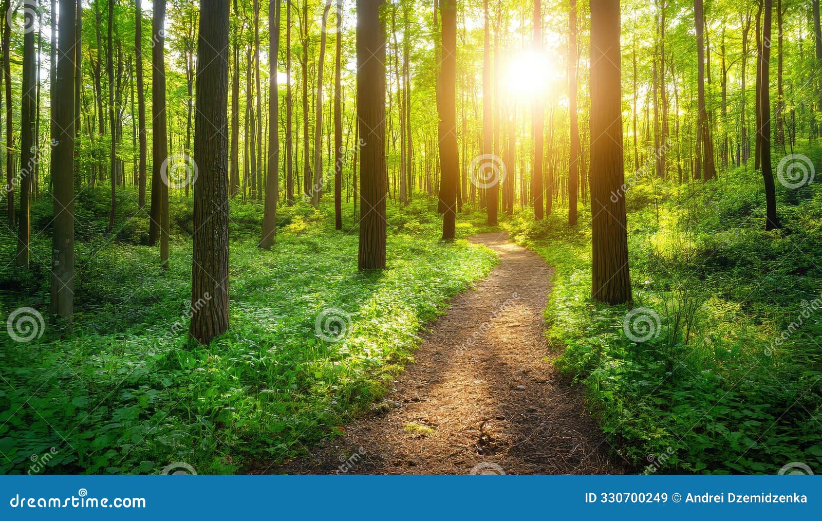 Summer Pathway in a Deciduous Park. Stock Image - Image of nature ...