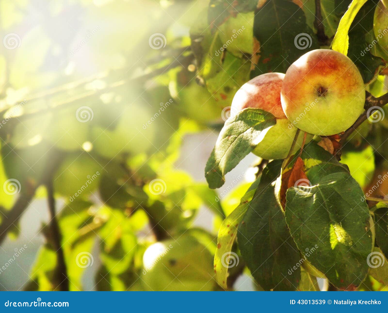 Summer photo of apple tree stock image. Image of grove - 43013539