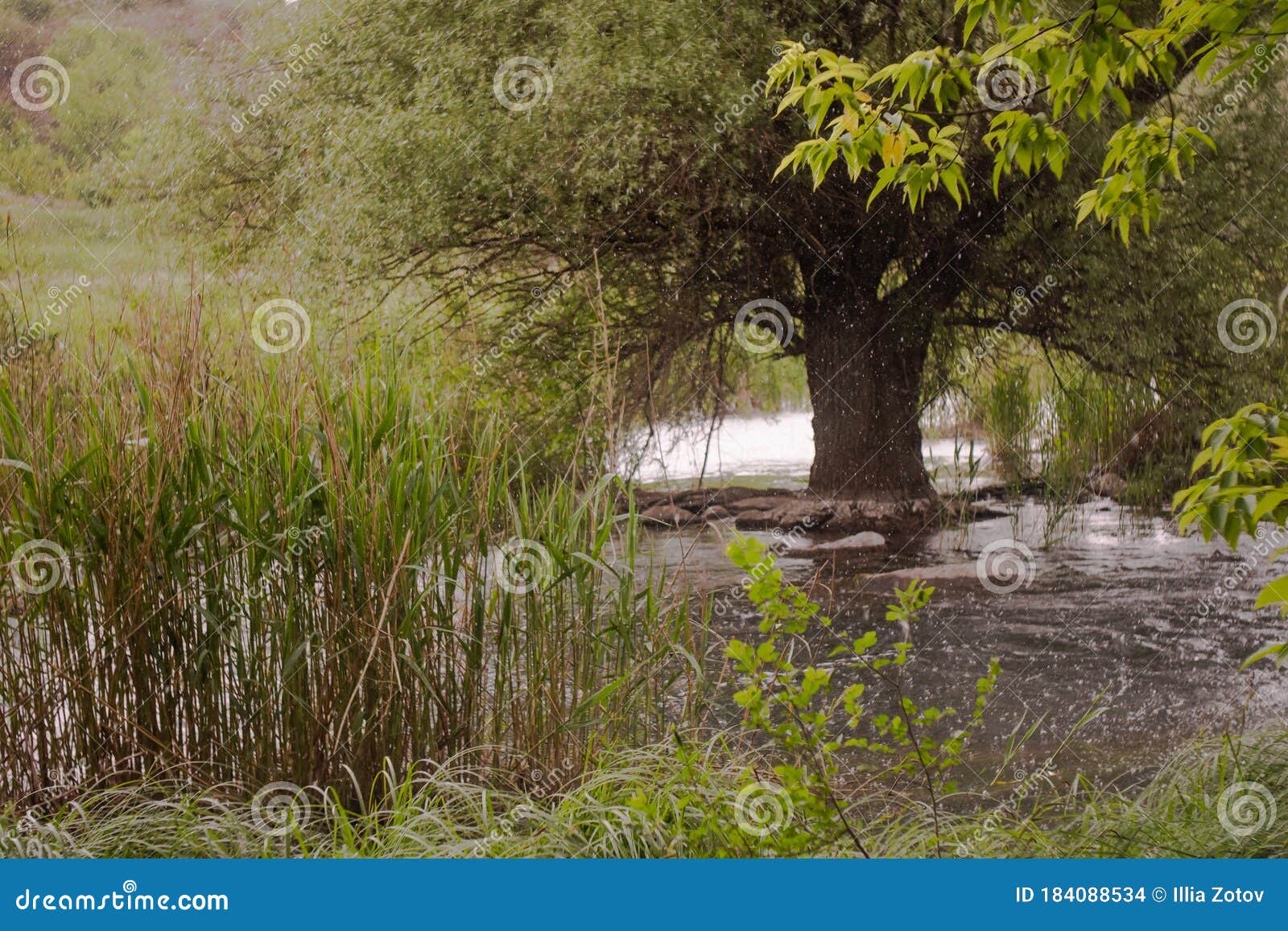 A Tree Growing in the Middle of the River during the Rain Stock Photo ...