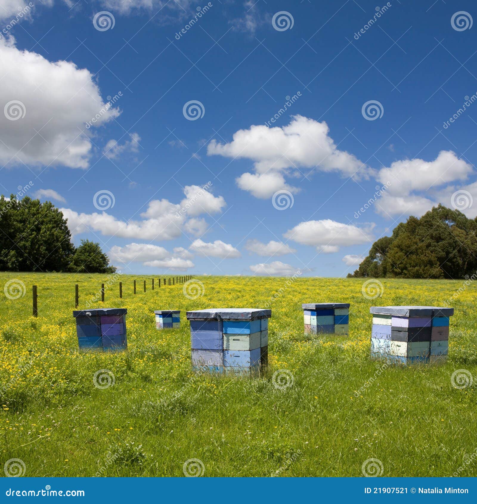 Summer Picturesque Field and Beehives Stock Image - Image of peace ...