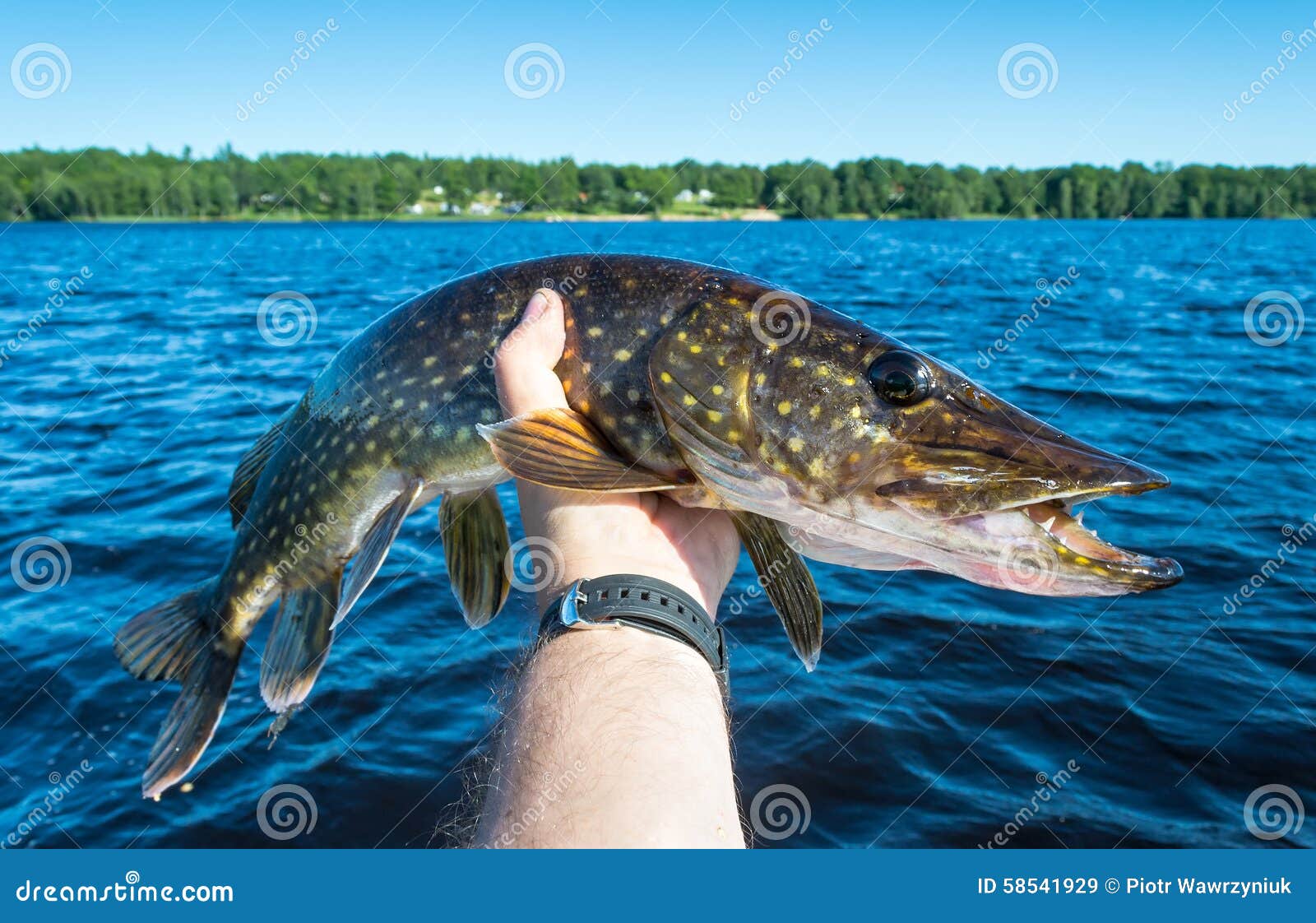 Summer pike trophy stock image. Image of green, hobby - 58541929