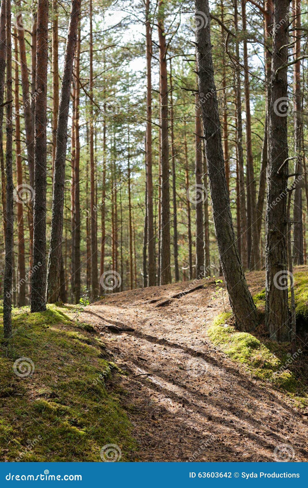 Summer Pine Forest and Path Stock Photo - Image of season, green: 63603642