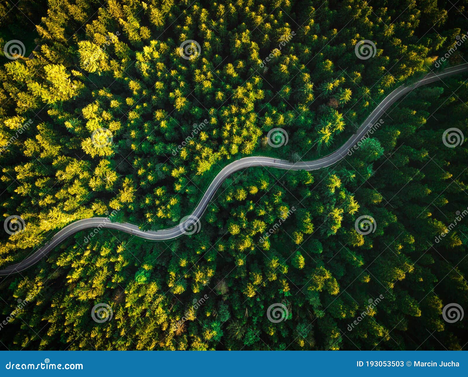 Summer Pine Forest and Winding Curvy Road. Top Down Birds Eye View ...