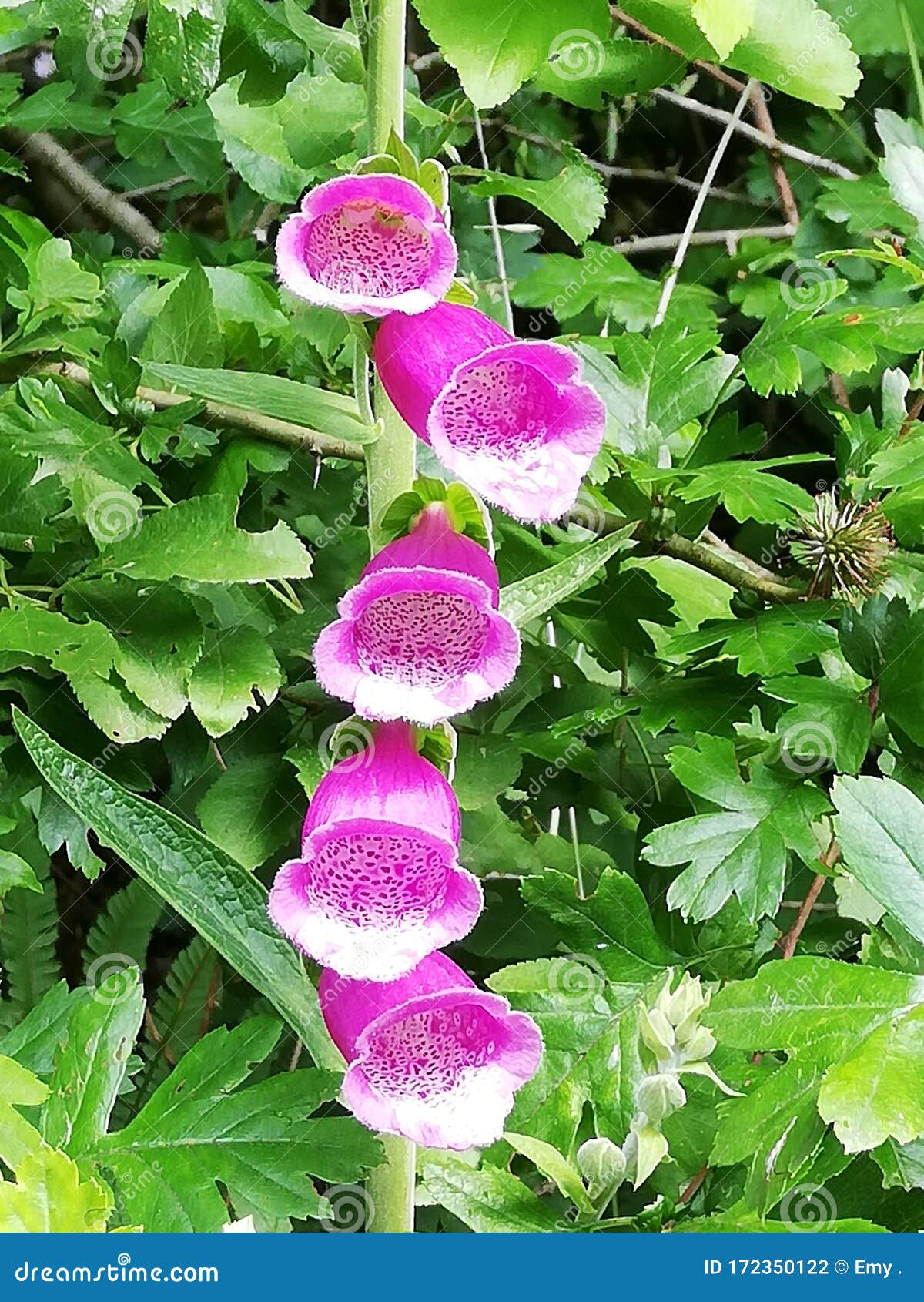 Summer Pink Bell Flowers Dancing Stock Photo - Image of pink, flowers ...