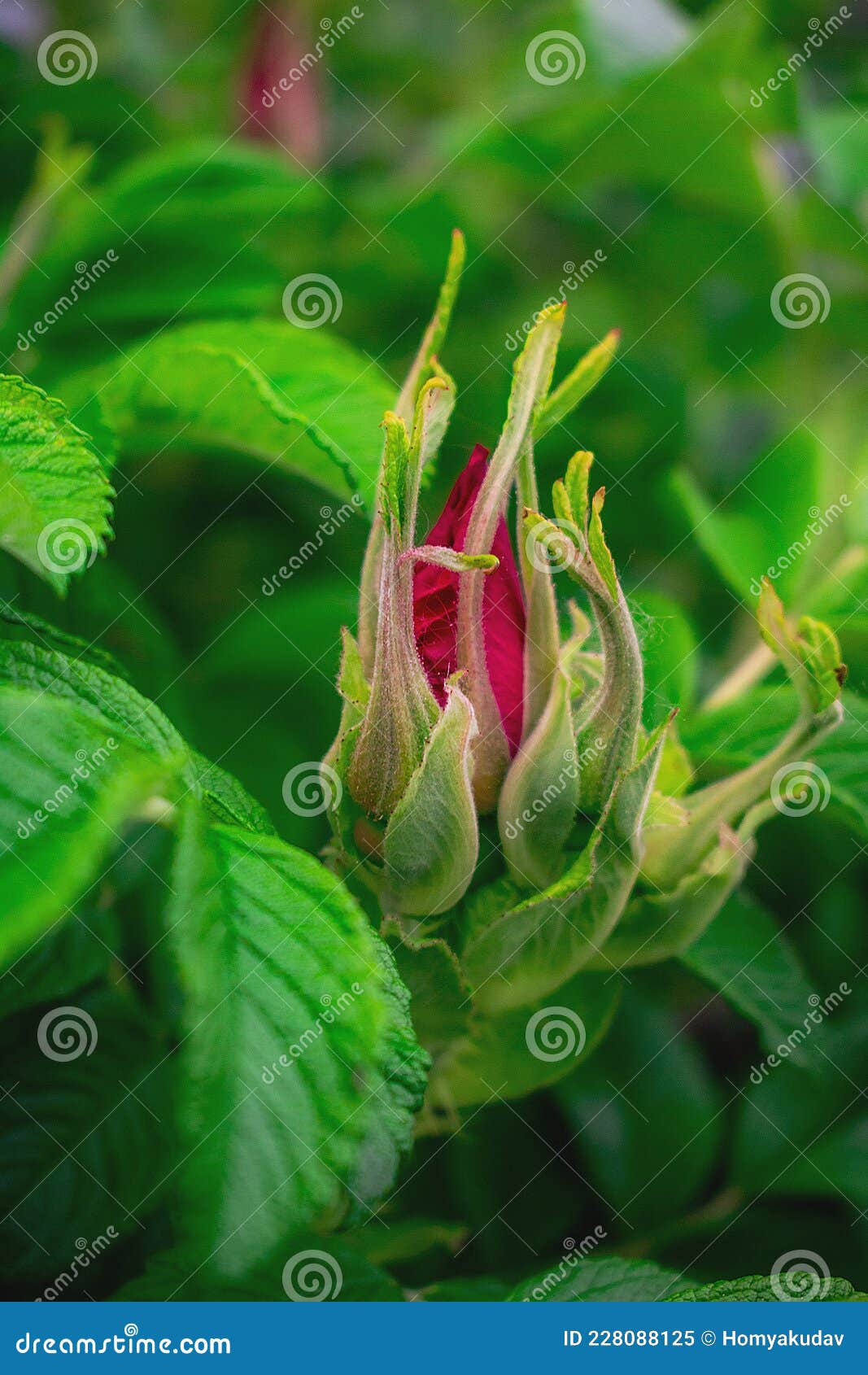 Pink Rose Hip Flower on a Branch. Stock Image - Image of lilac ...