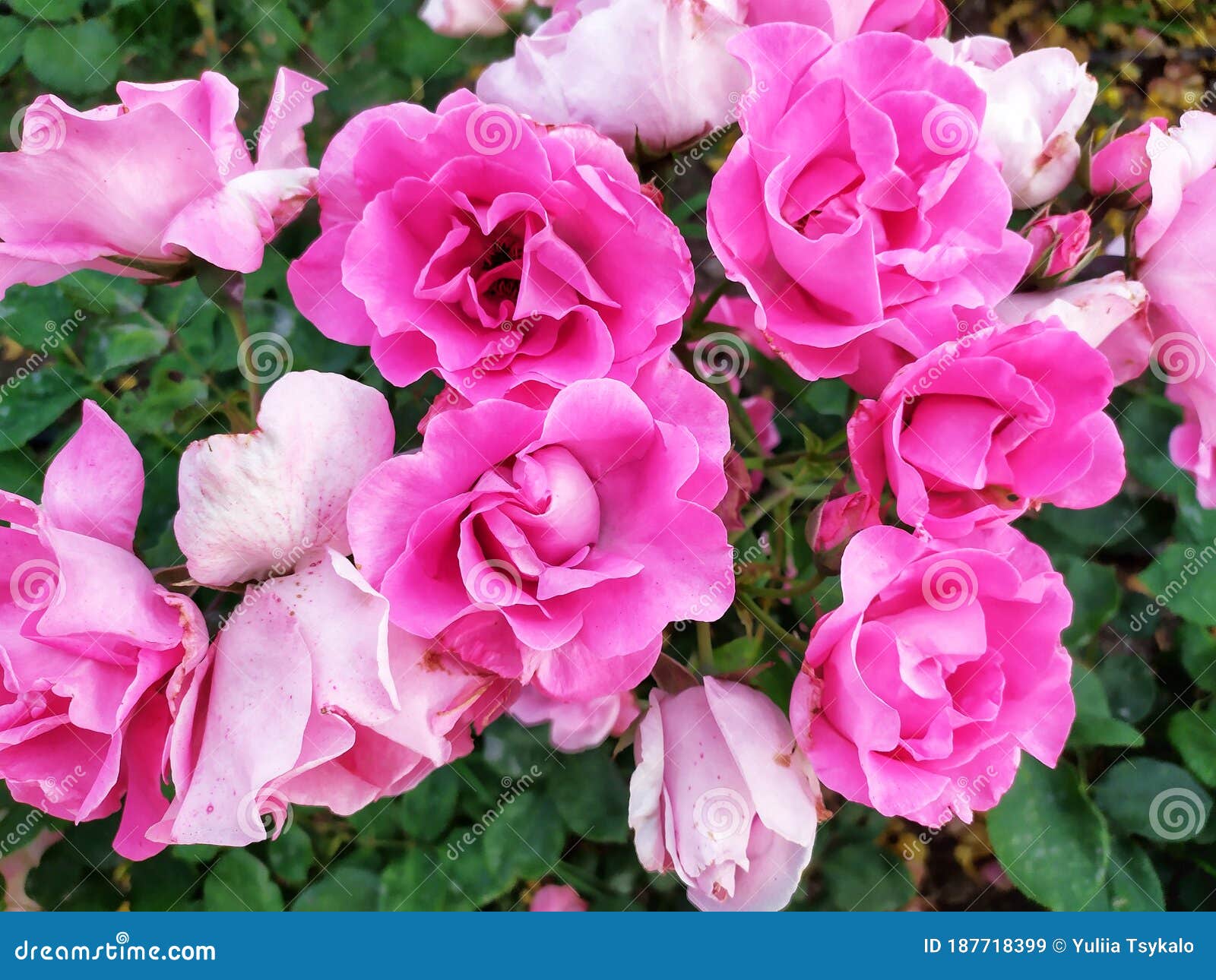 Summer. Pink Rose. Background Stock Image - Image of close, field ...