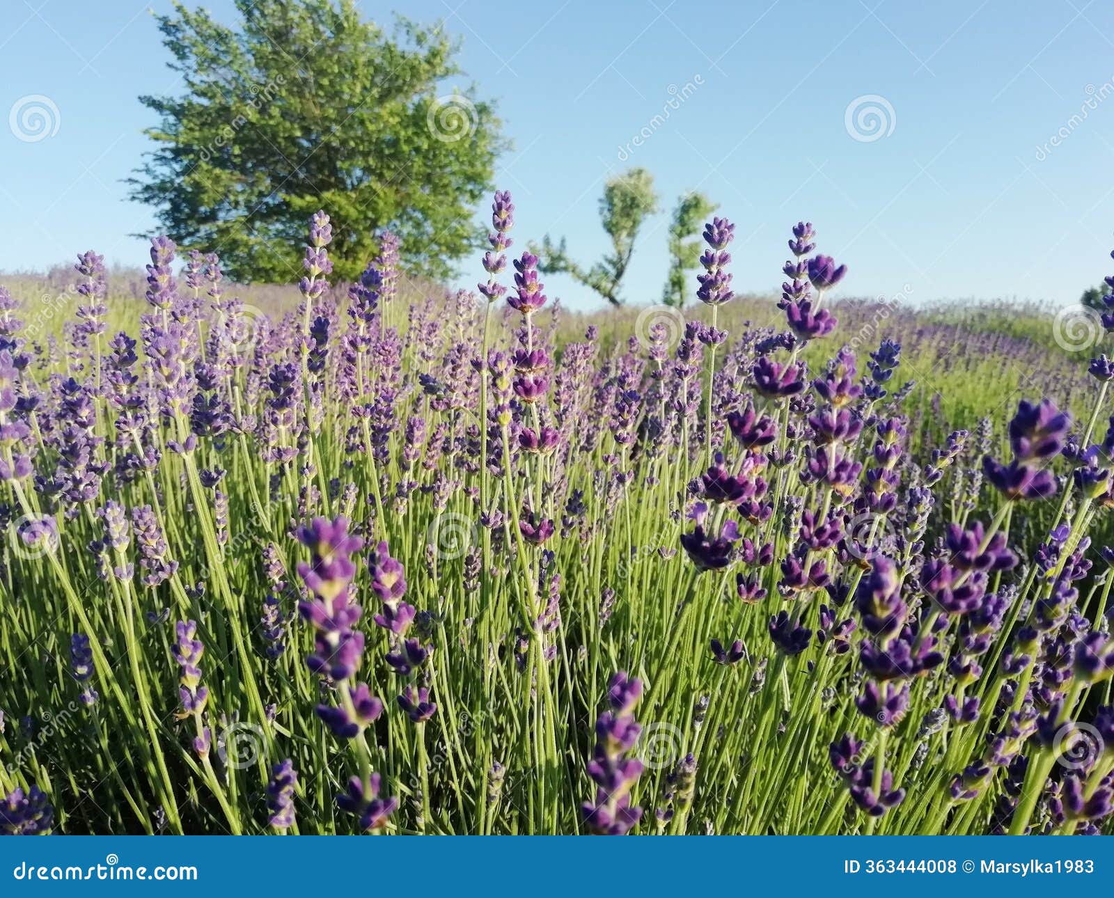 Lavender Tree Royalty-Free Stock Photo | CartoonDealer.com #33301905