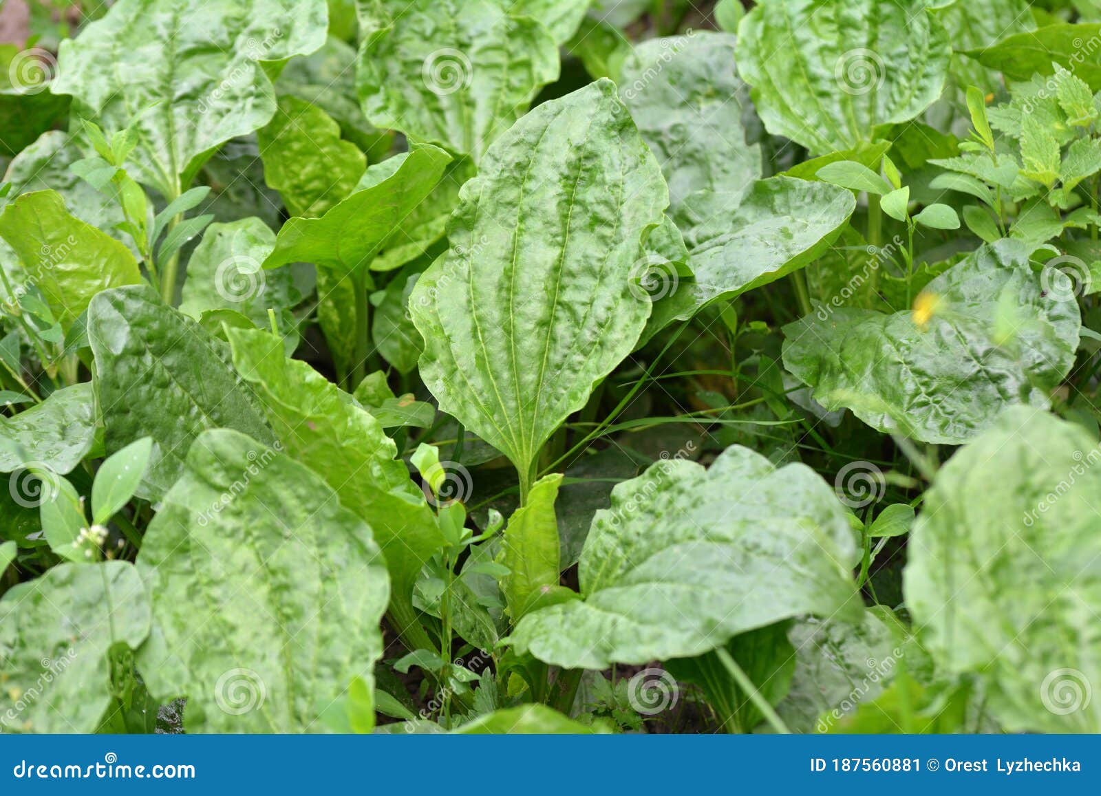 In Nature, the Plantain is Growing Stock Image - Image of common ...