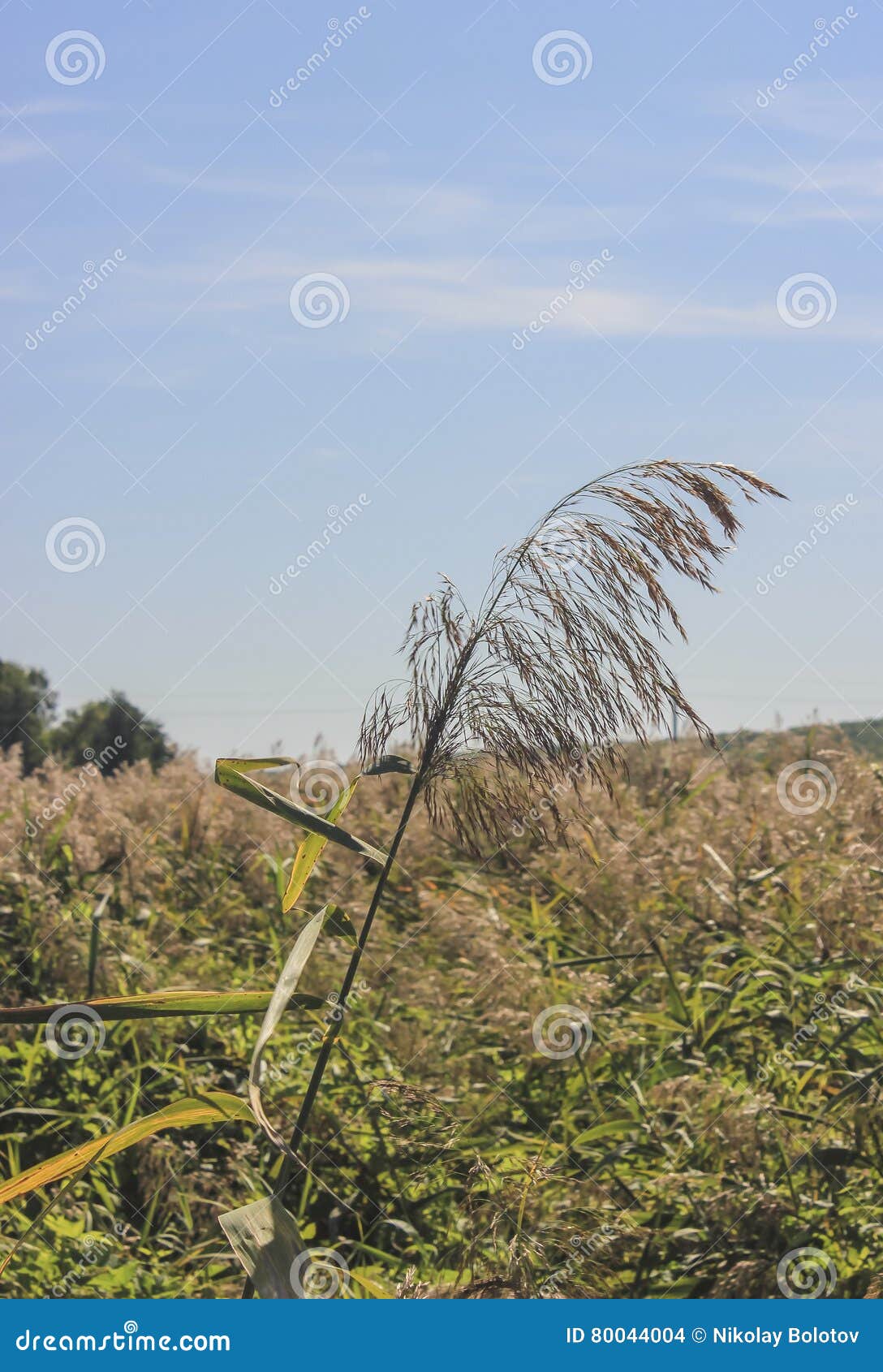 Summer plants stock photo. Image of yellow, single, summer - 80044004