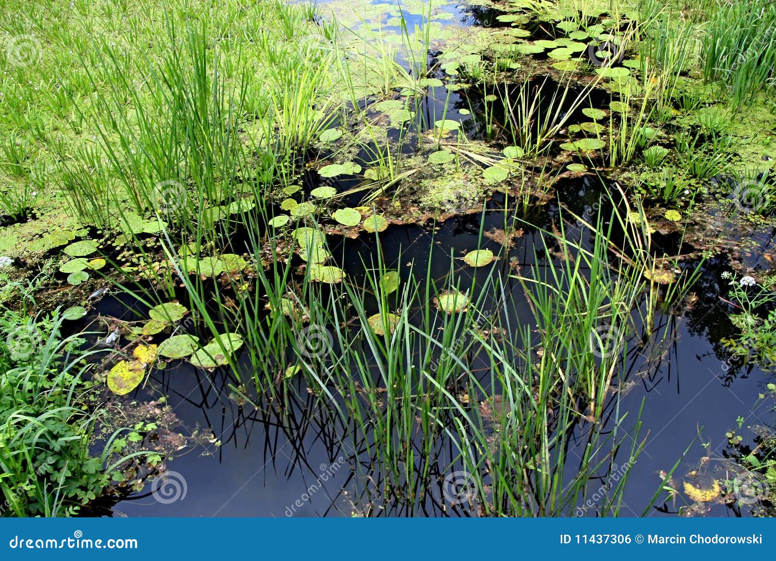 Summer pond. stock photo. Image of background, spring - 11437306