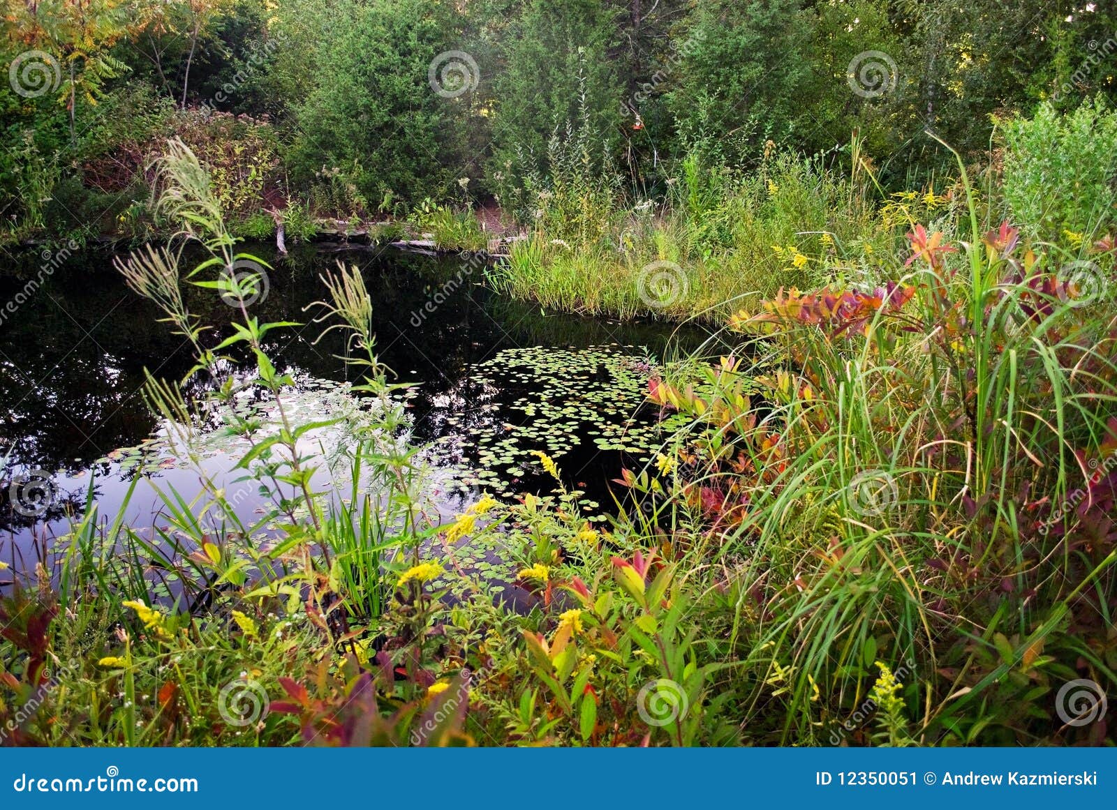 Summer Pond stock image. Image of lilly, nature, jersey - 12350051