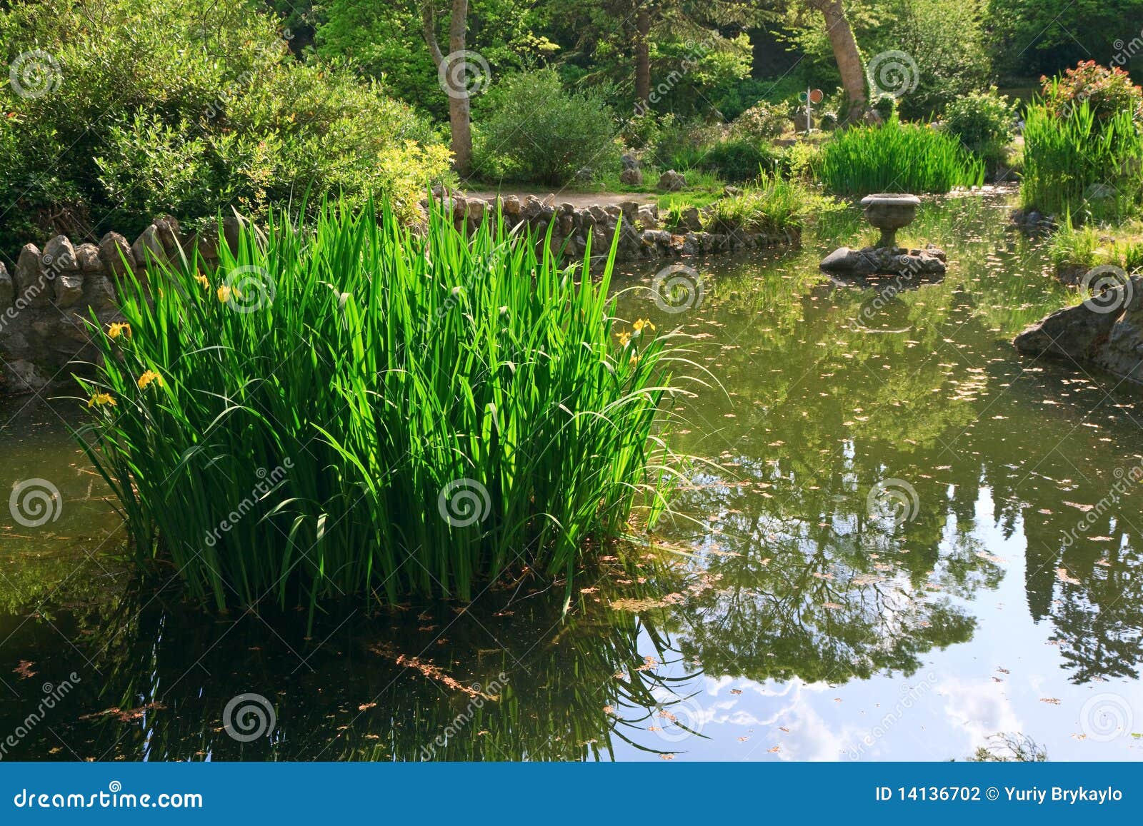 Summer pond stock photo. Image of lake, summer, leaf - 14136702