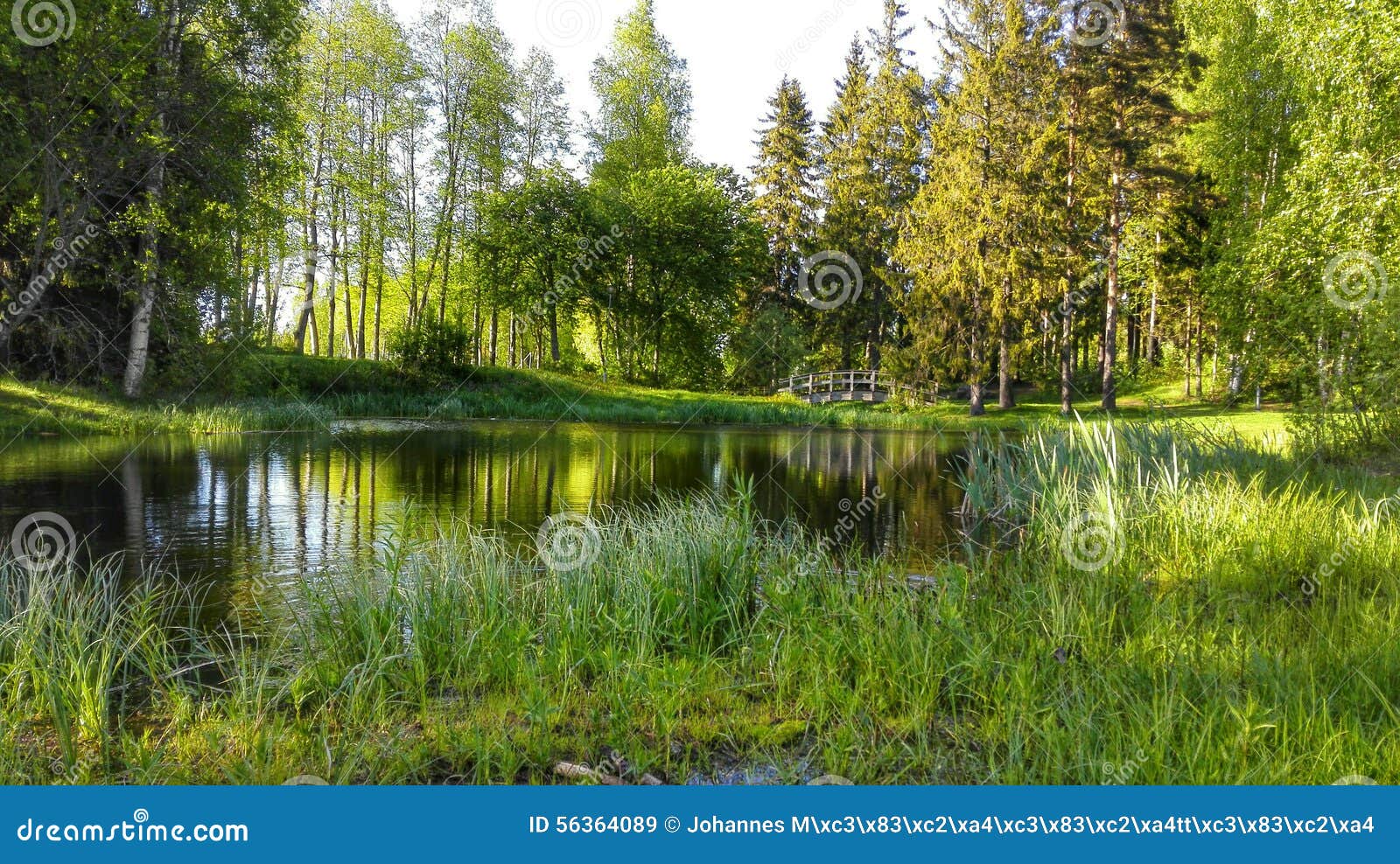Summer pond stock image. Image of beauty, green, natural - 56364089