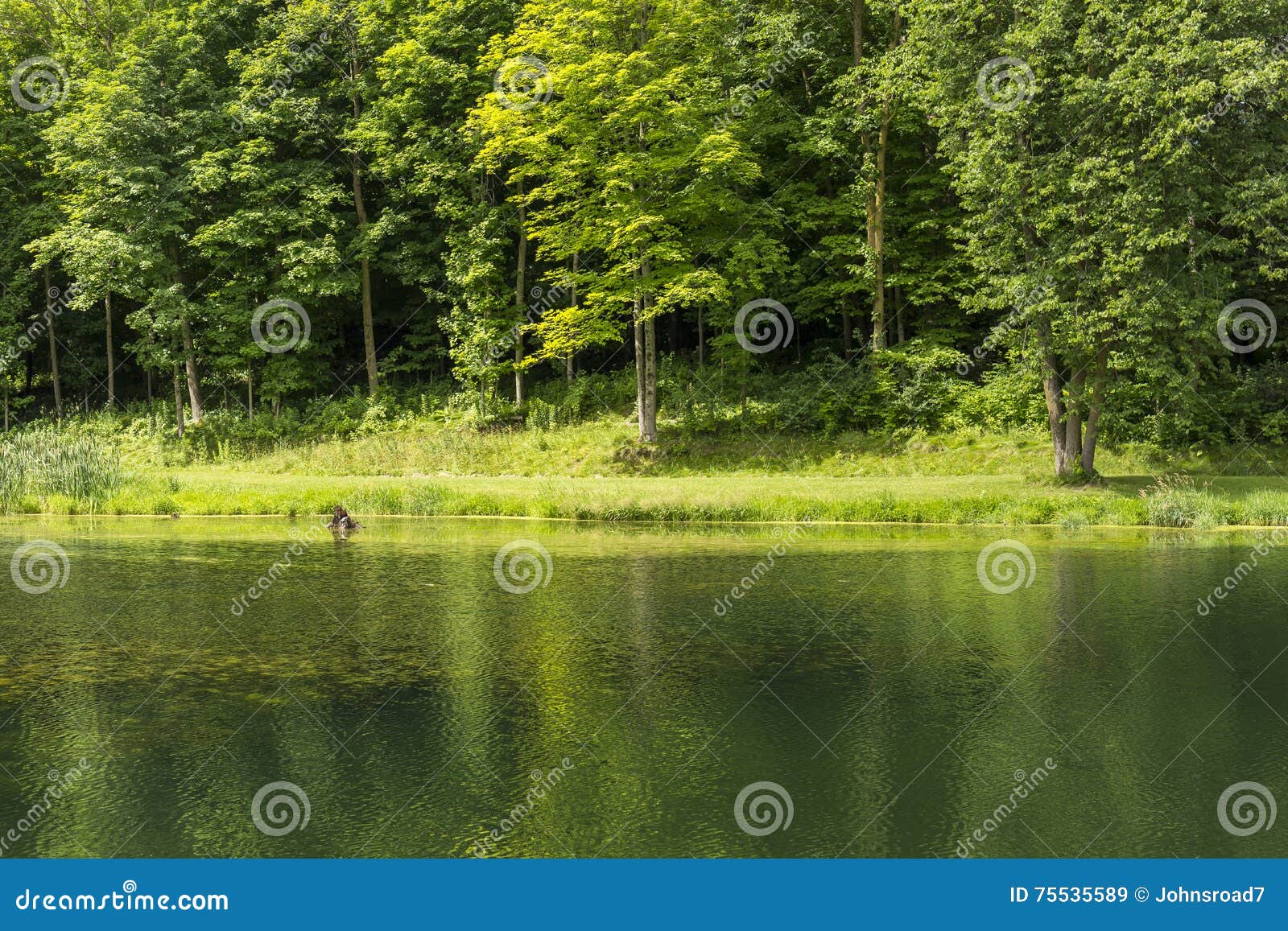 Summer Pond Scenic stock image. Image of nature, turtle - 75535589