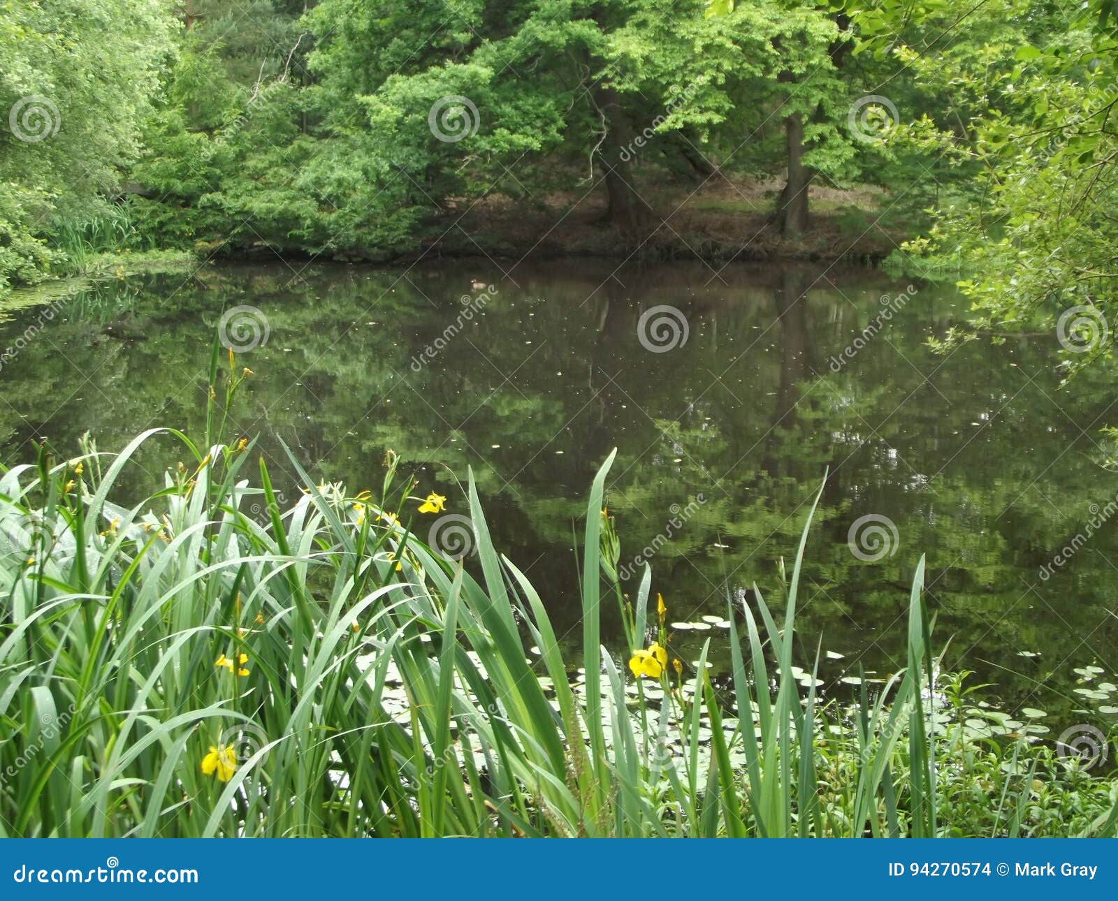 Summer Pond stock photo. Image of still, water, pond - 94270574