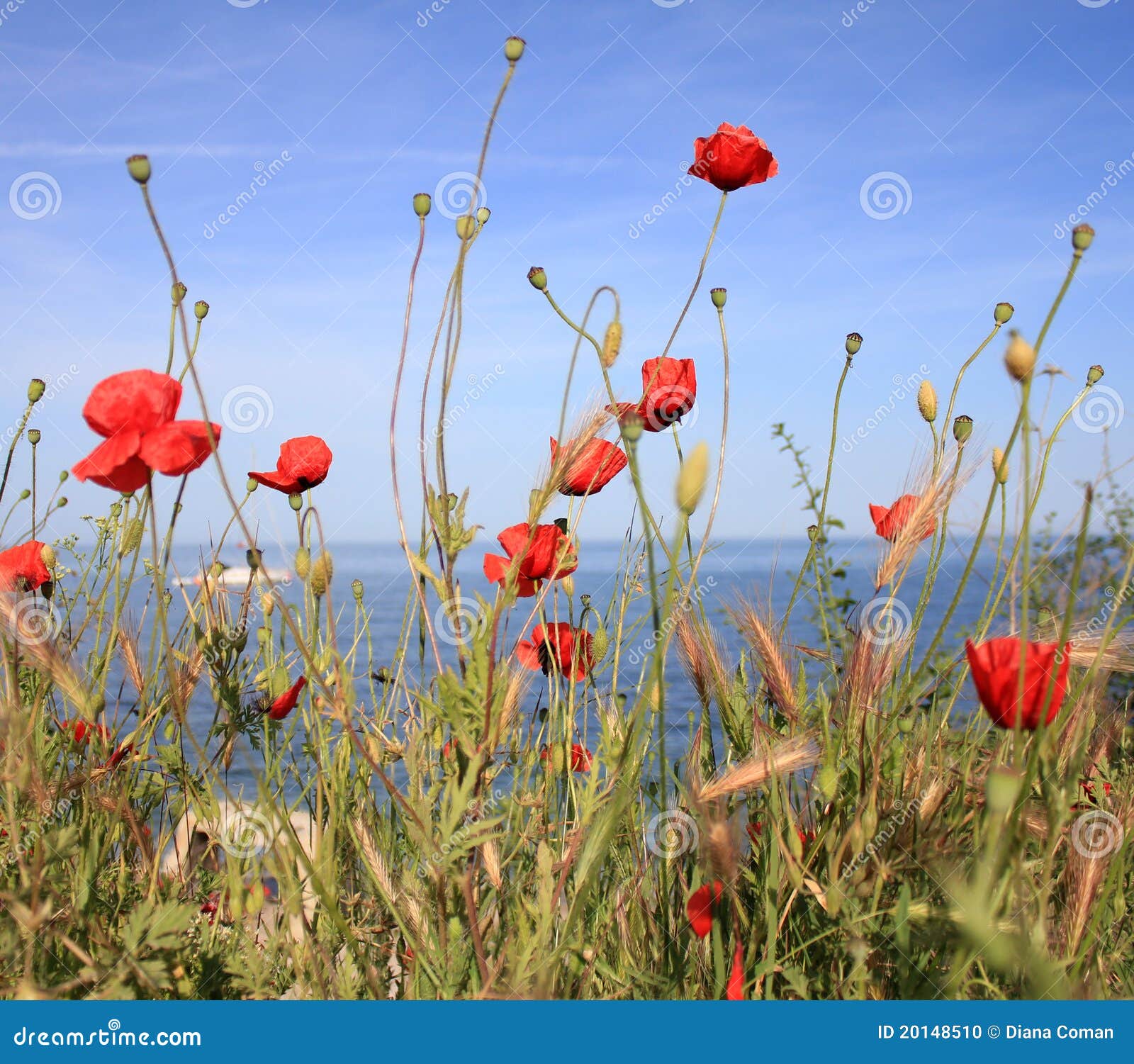Summer poppies field stock photo. Image of poppy, flora - 20148510
