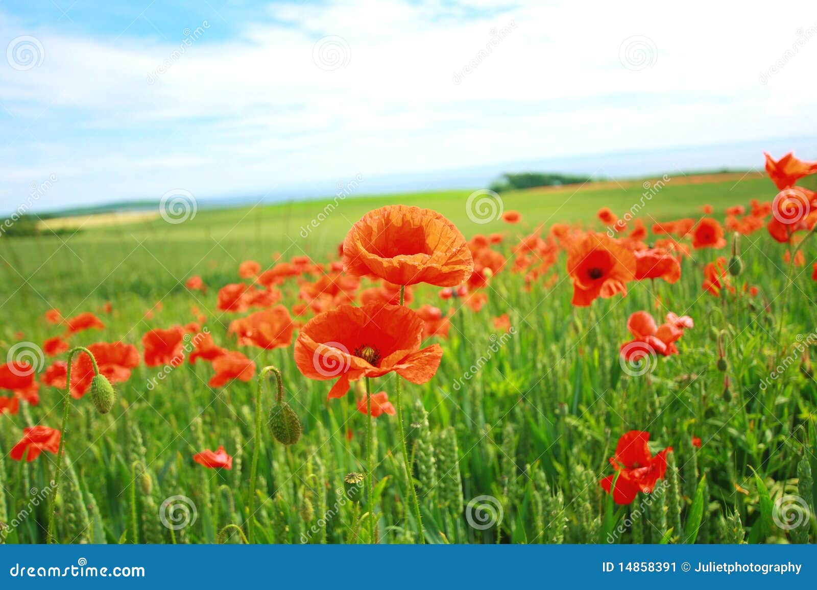 Summer Poppies in the Fields Stock Image - Image of fragility, fragile ...