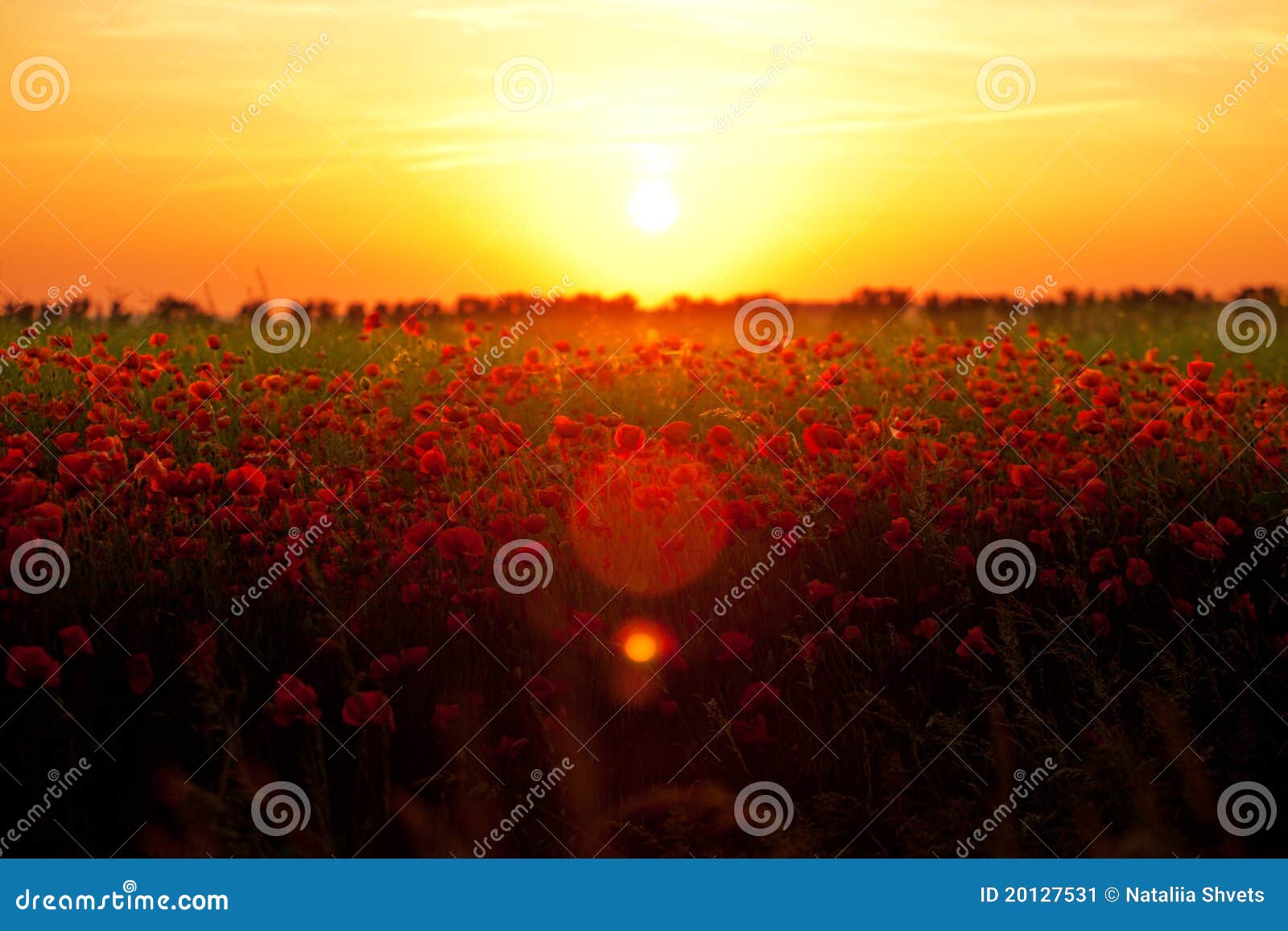 Summer poppies at sunset stock image. Image of season - 20127531