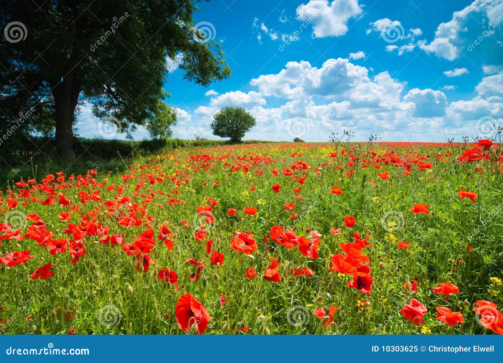 Summer Poppy Field stock image. Image of summer, fluffy - 10303625