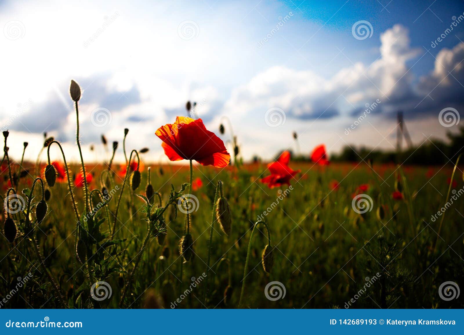 Summer poppy field stock image. Image of flower, beauty - 142689193