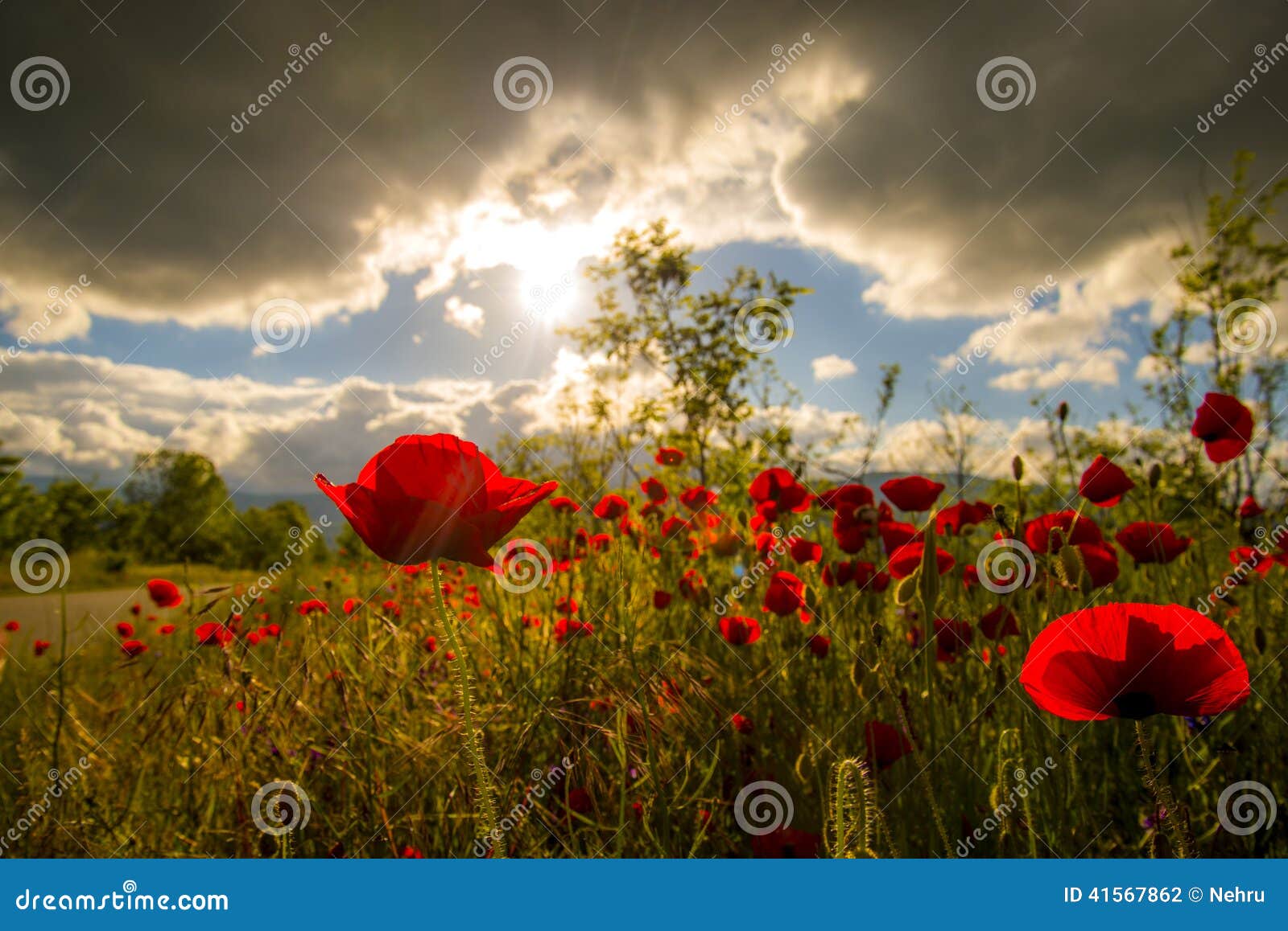 Summer Poppy Field Under Sunset Sky Stock Photo - Image of flower ...