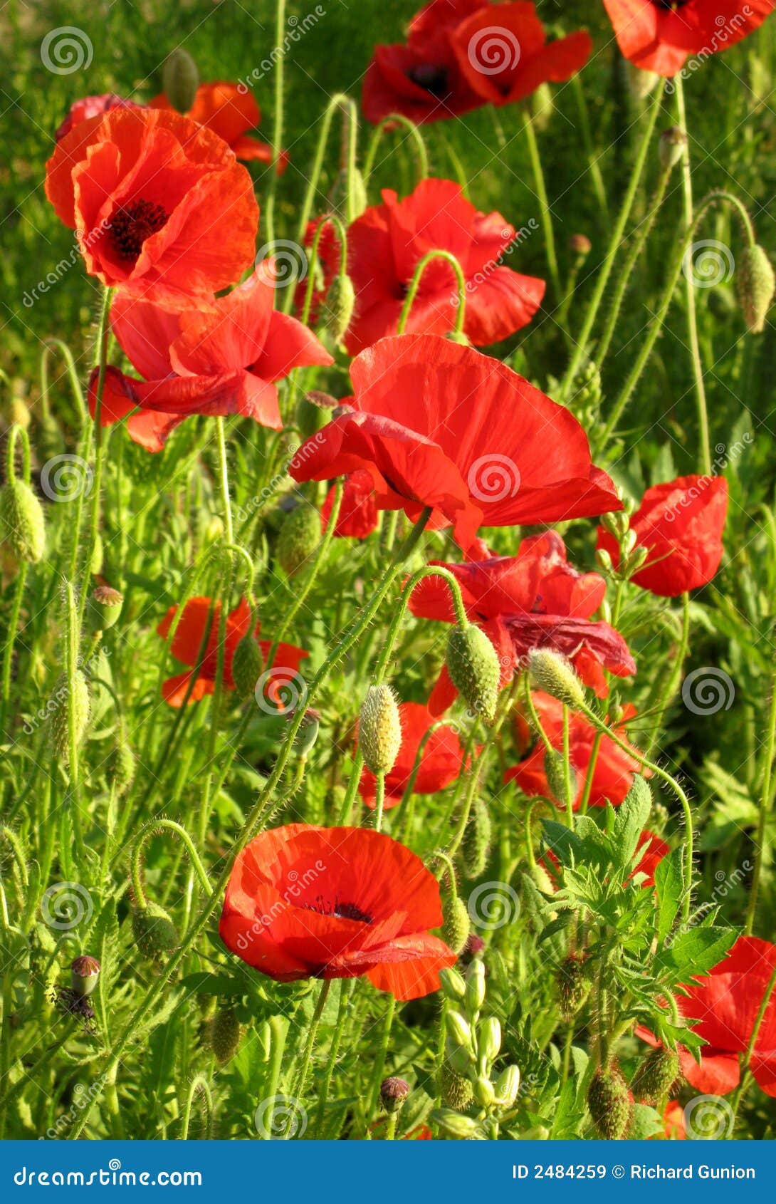 Summer Poppy Garden stock image. Image of garden, summer - 2484259