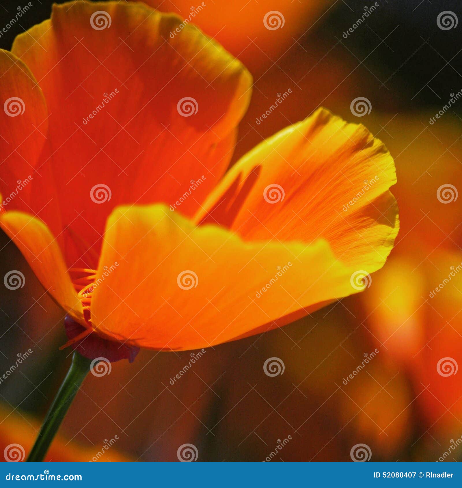 Summer poppy stock image. Image of spring, poppy, summer - 52080407