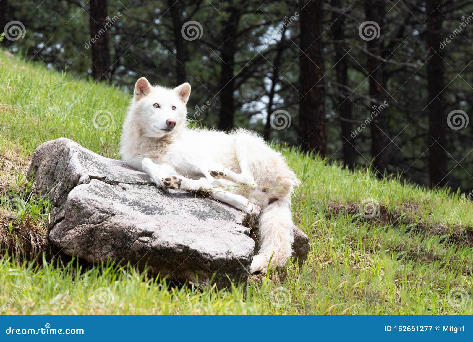 Summer Portrait of an Arctic White Wolf in a Forest Stock Image - Image ...