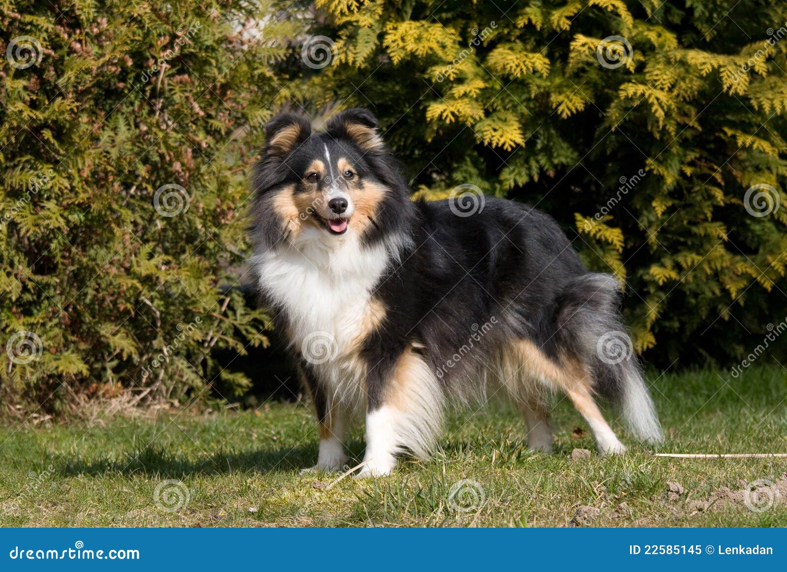 Summer Portrait of Lovely Sheltie Collie Stock Image - Image of lassie ...
