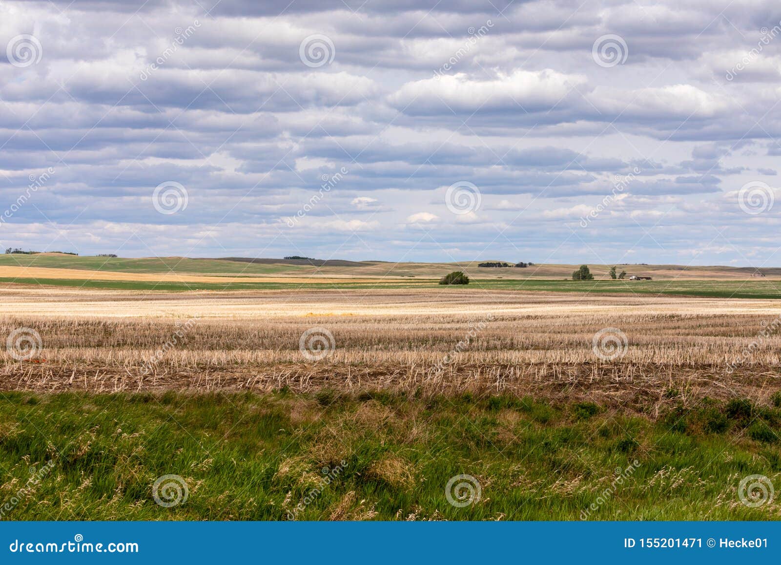 Summer in the Prairie of Canada Stock Image - Image of agriculture ...