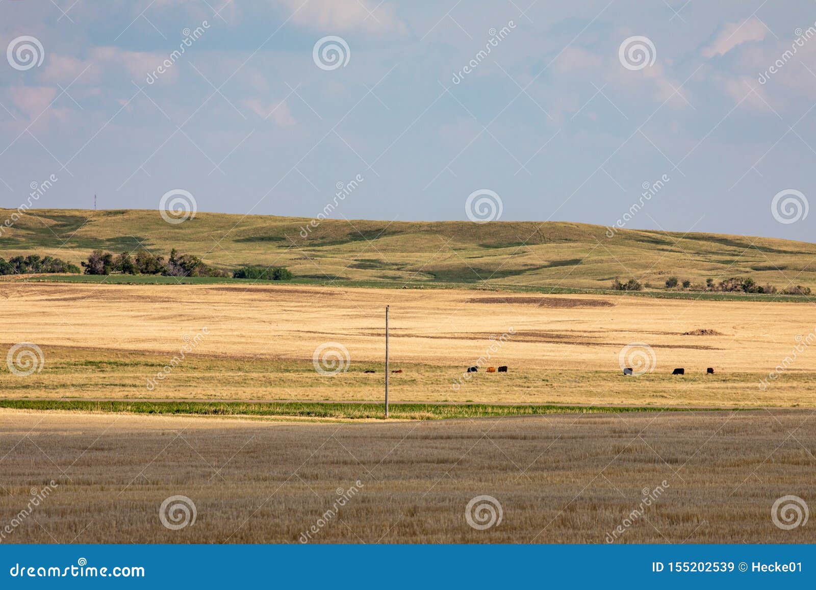 Summer in the Prairie of Canada Stock Image - Image of farm, nature ...