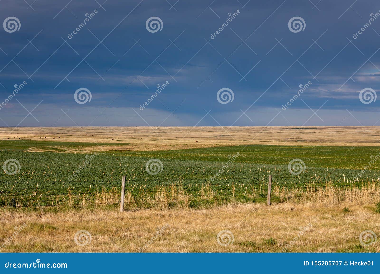 Summer in the Prairie of Canada Stock Image - Image of agriculture ...