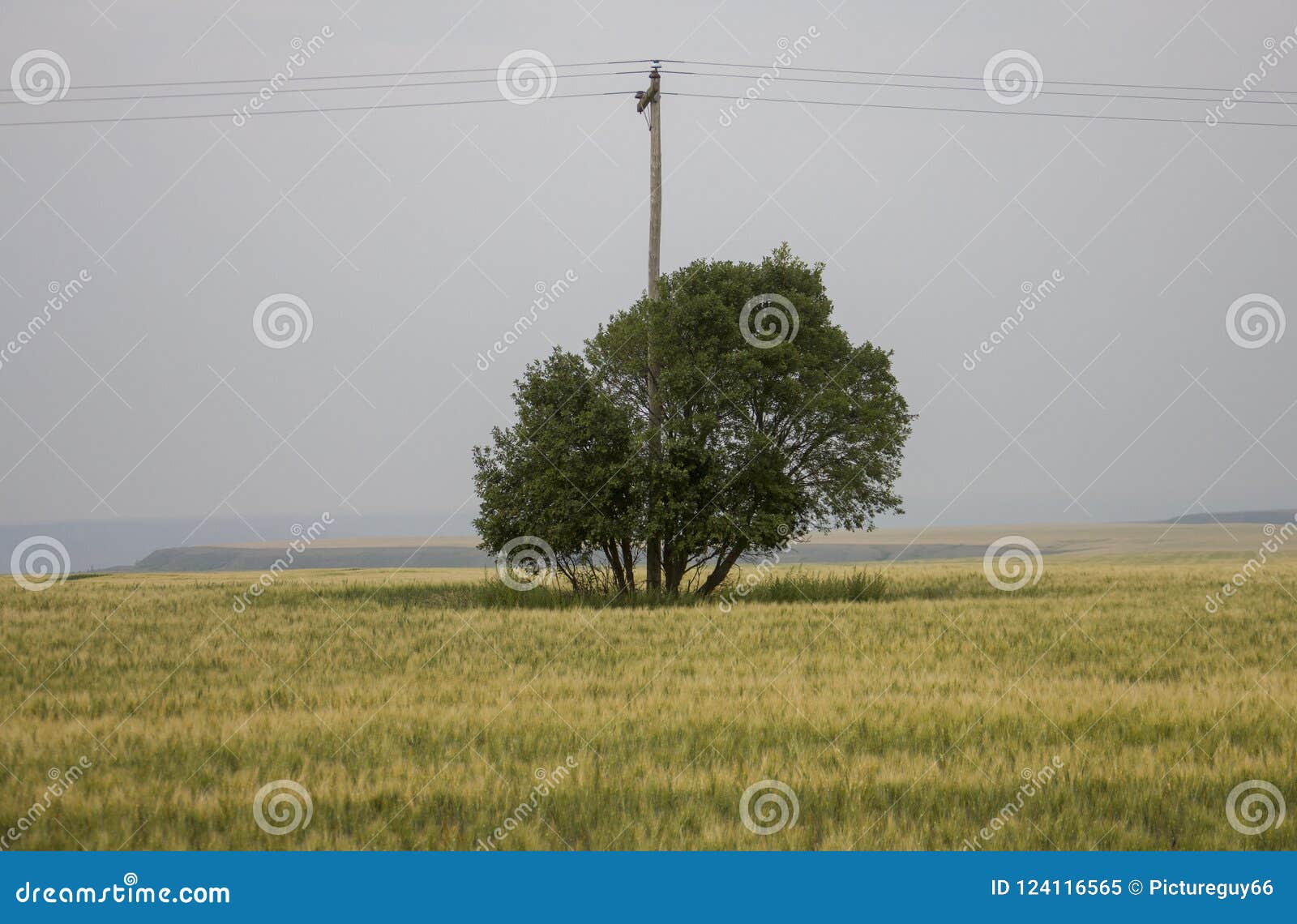 Summer Prairie Scene stock image. Image of cloudscape - 124116565