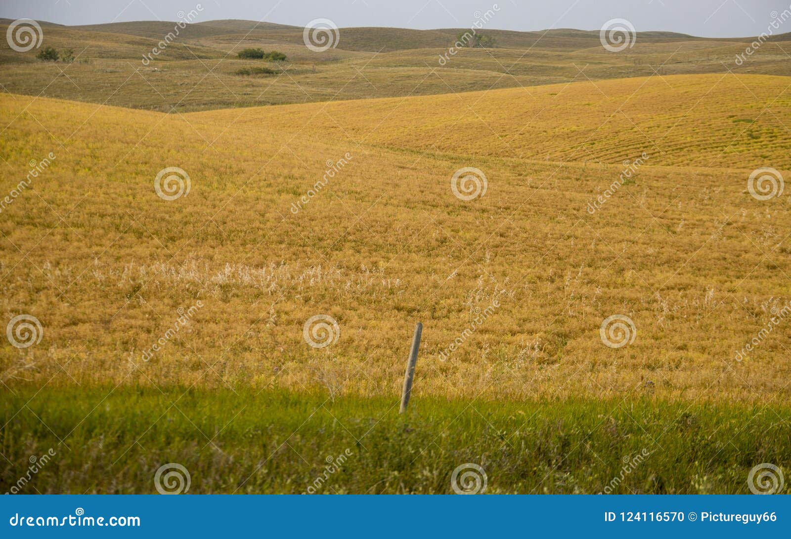 Summer Prairie Scene stock photo. Image of agriculture - 124116570