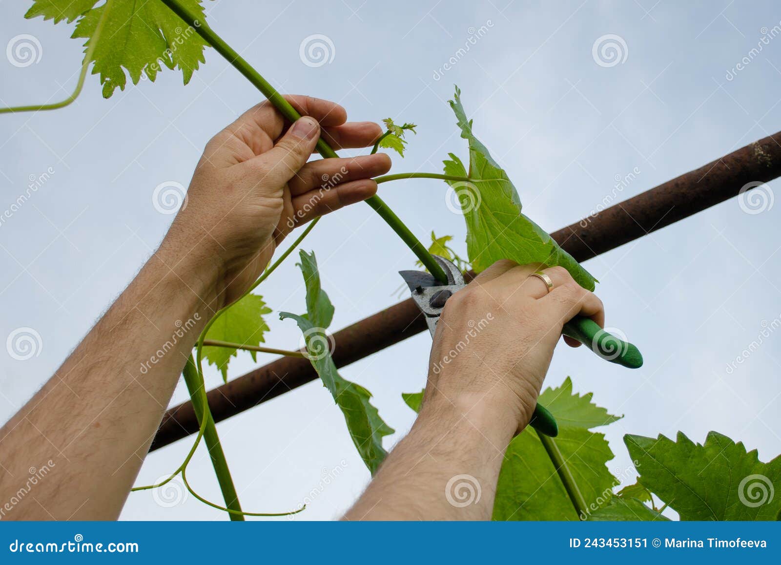 Summer Pruning of the Vine with Secateurs. Grape Gardening Concept ...