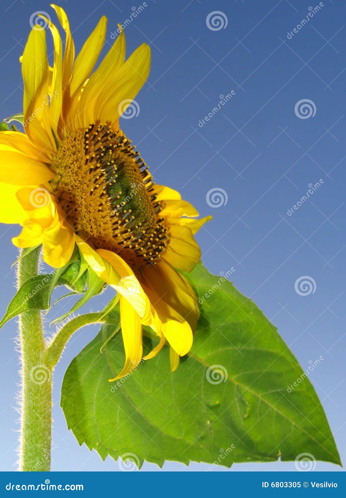 Summer purity stock image. Image of industry, clean, detailed - 6803305